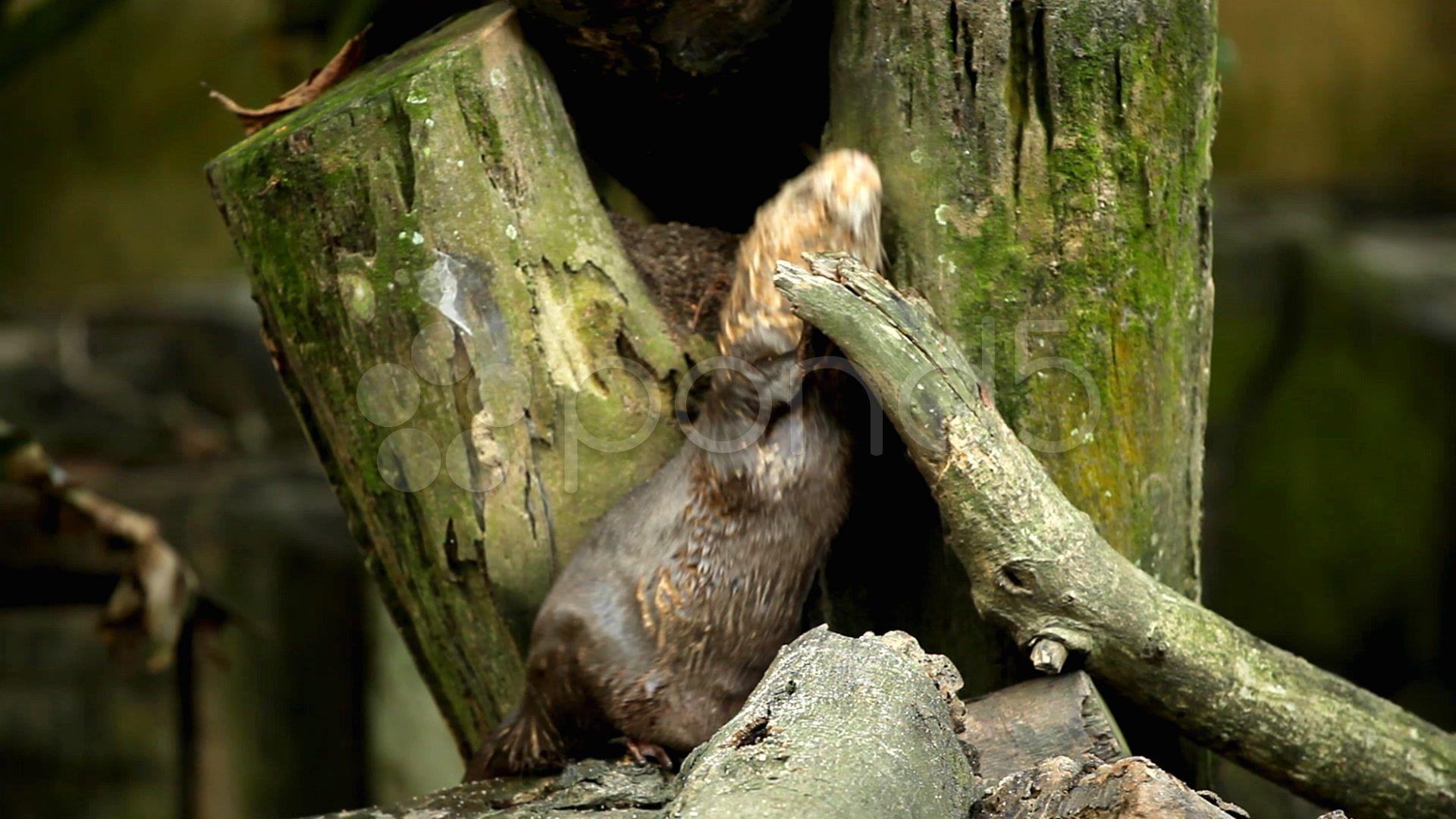 Lutrinae Wallpapers - Top Free Lutrinae Backgrounds - WallpaperAccess