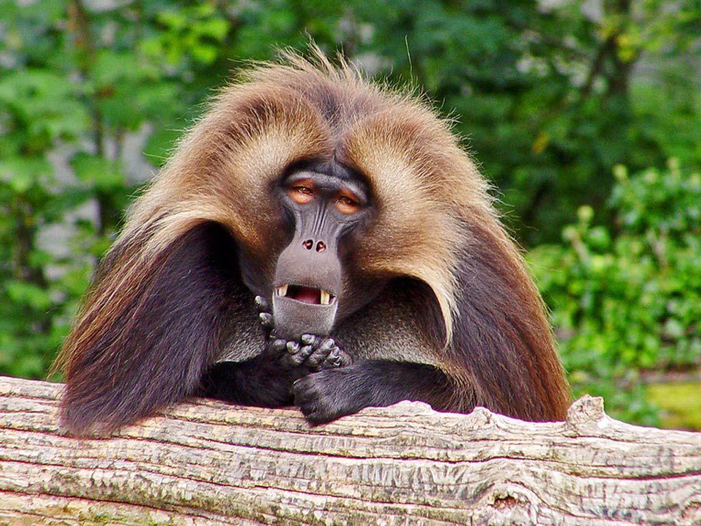 Baboon Wallpapers Top Free Baboon Backgrounds Wallpaperaccess