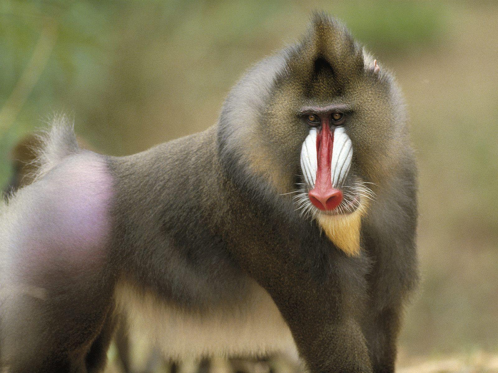 Baboon Wallpapers - Top Free Baboon Backgrounds - WallpaperAccess