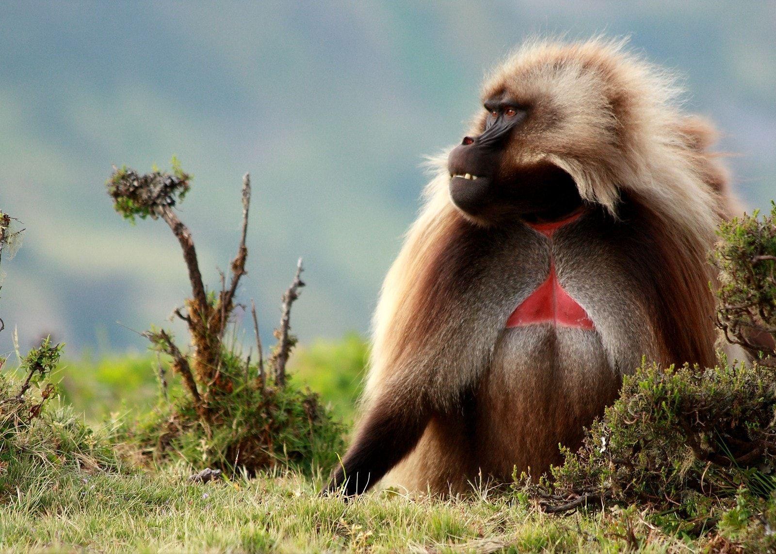 Baboon Wallpapers - Top Free Baboon Backgrounds - WallpaperAccess