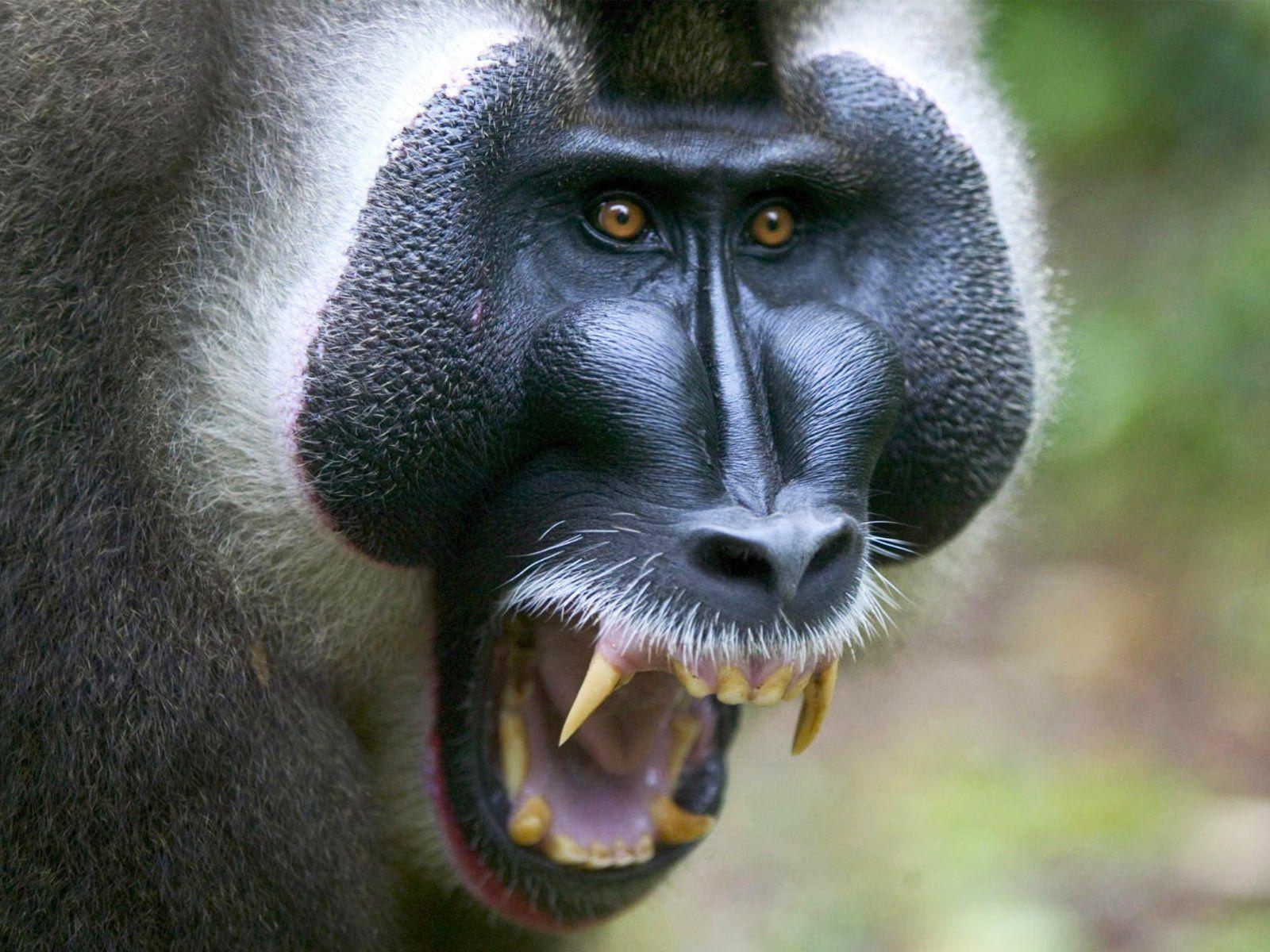Baboon Wallpapers - Top Free Baboon Backgrounds - WallpaperAccess