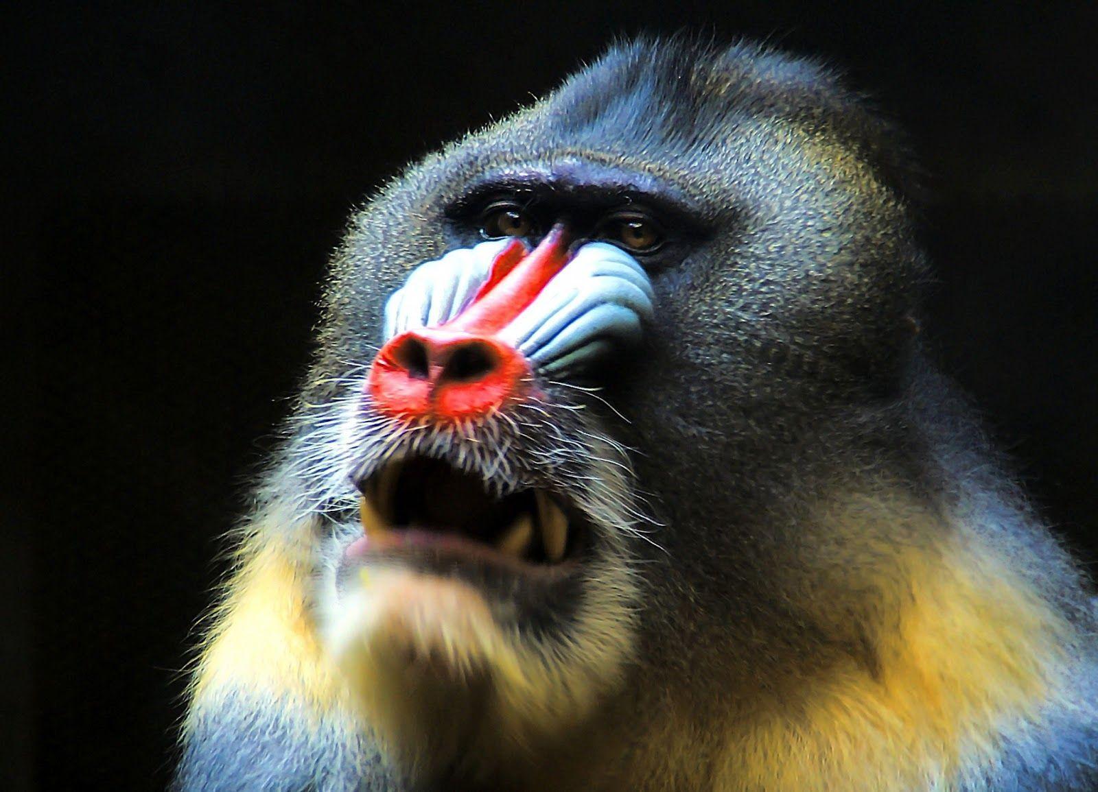 Baboon Wallpapers - Top Free Baboon Backgrounds - WallpaperAccess