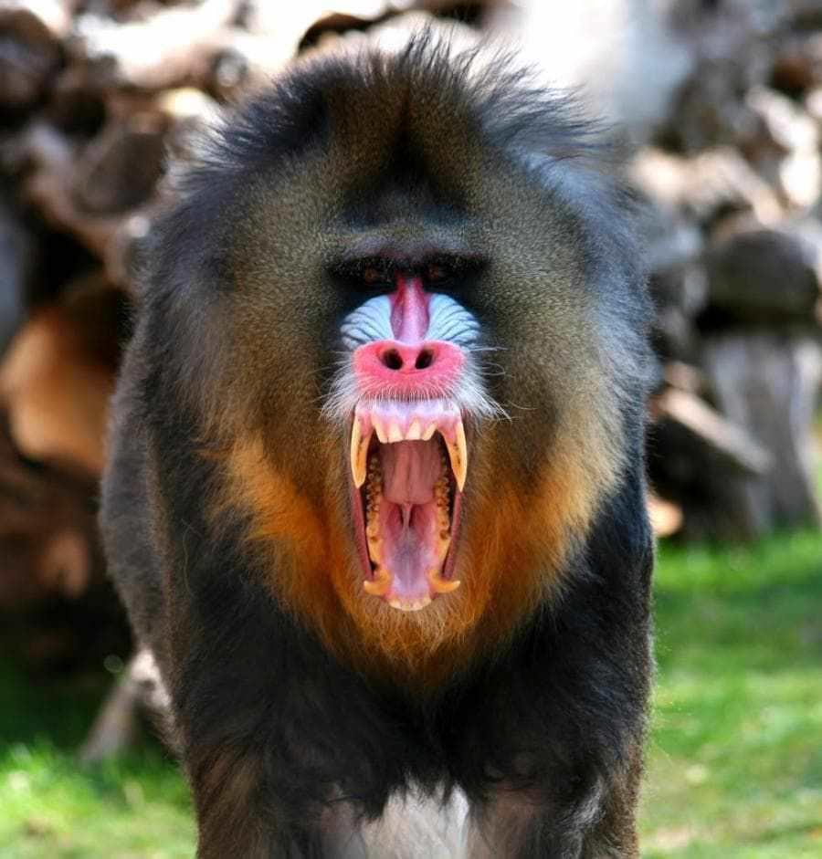 Baboon Wallpapers - Top Free Baboon Backgrounds - WallpaperAccess