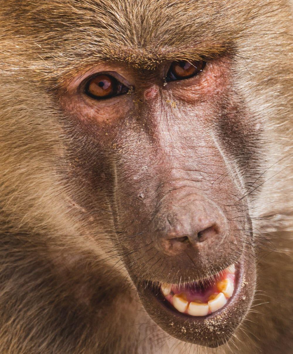 Baboon Wallpapers - Top Free Baboon Backgrounds - WallpaperAccess