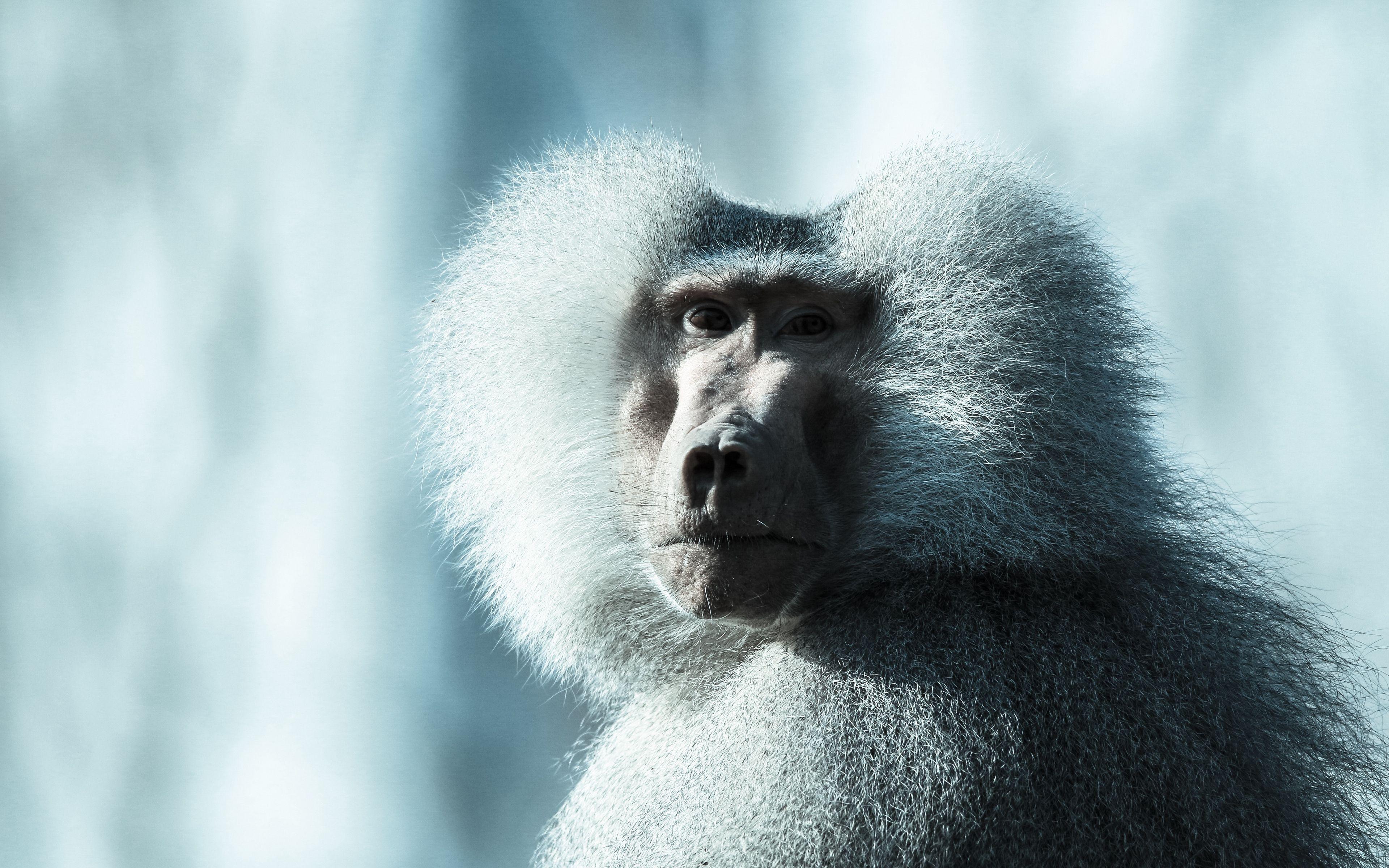 Baboon Wallpapers - Top Free Baboon Backgrounds - WallpaperAccess