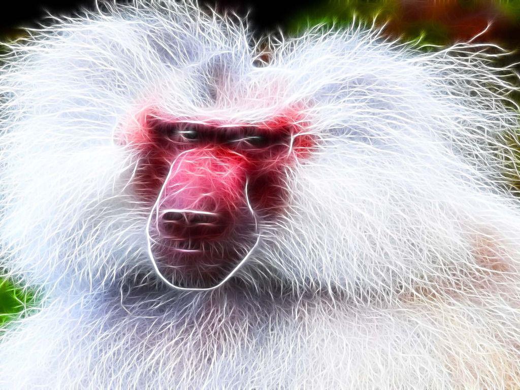 Baboon Wallpapers - Top Free Baboon Backgrounds - WallpaperAccess