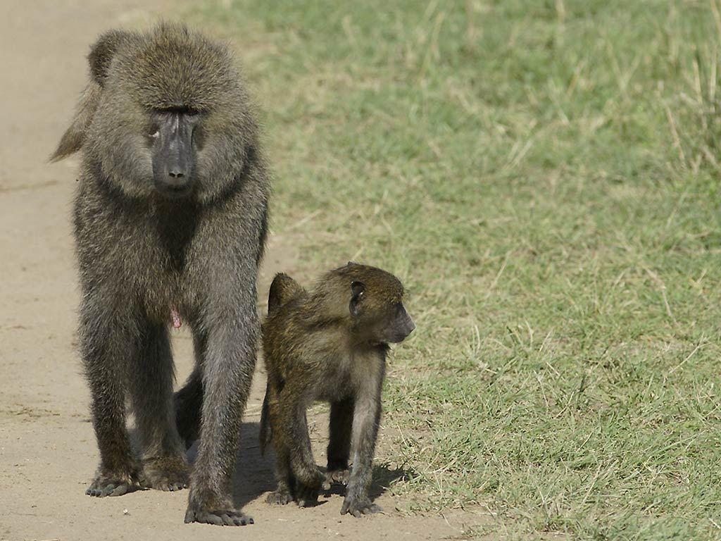 Baboon Wallpapers - Top Free Baboon Backgrounds - WallpaperAccess