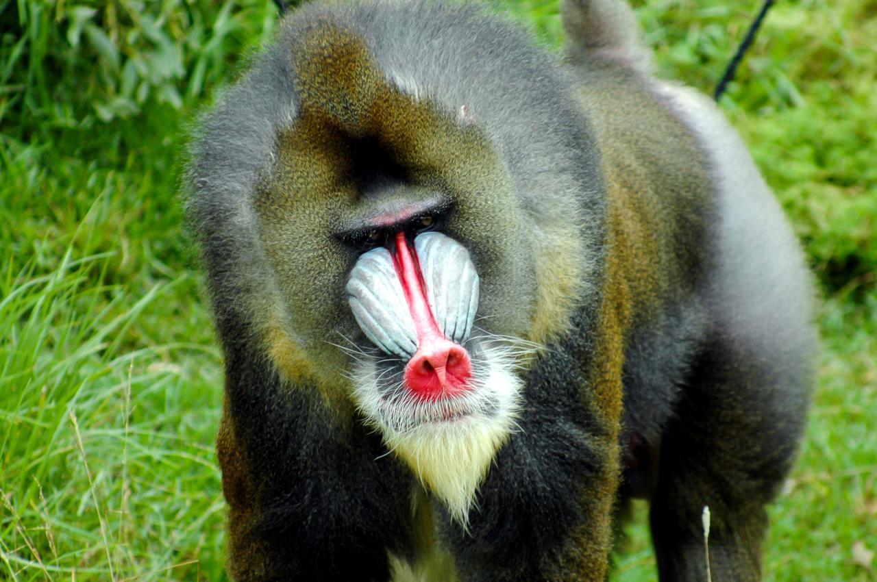 Baboon Wallpapers - Top Free Baboon Backgrounds - WallpaperAccess