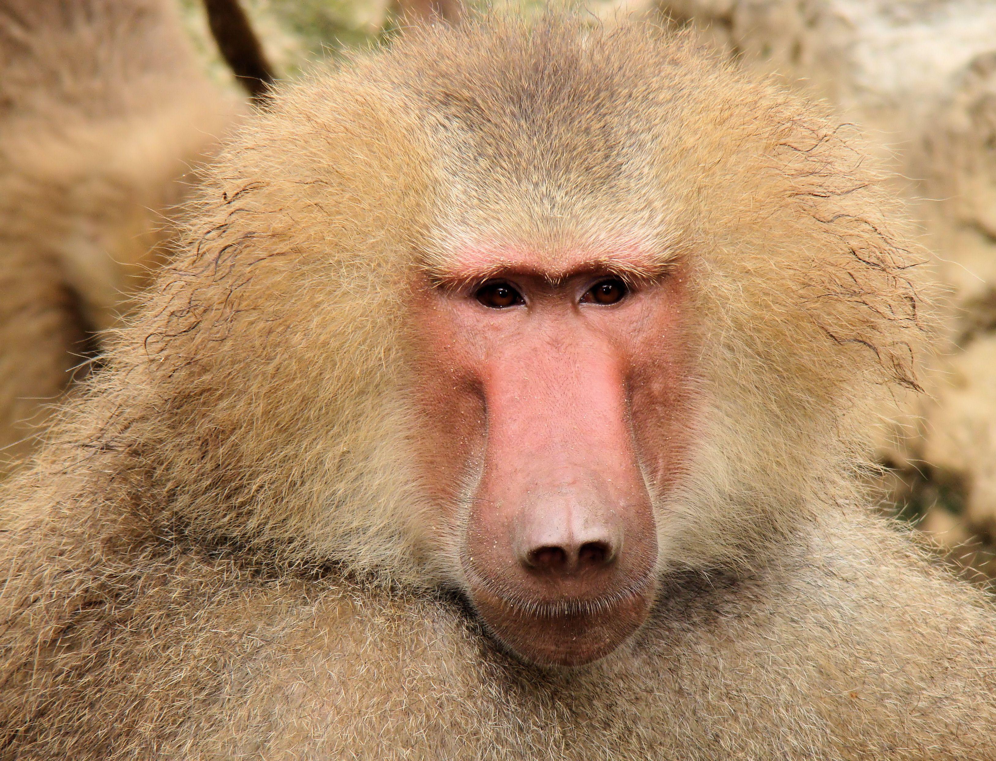 Baboon Wallpapers - Top Free Baboon Backgrounds - WallpaperAccess