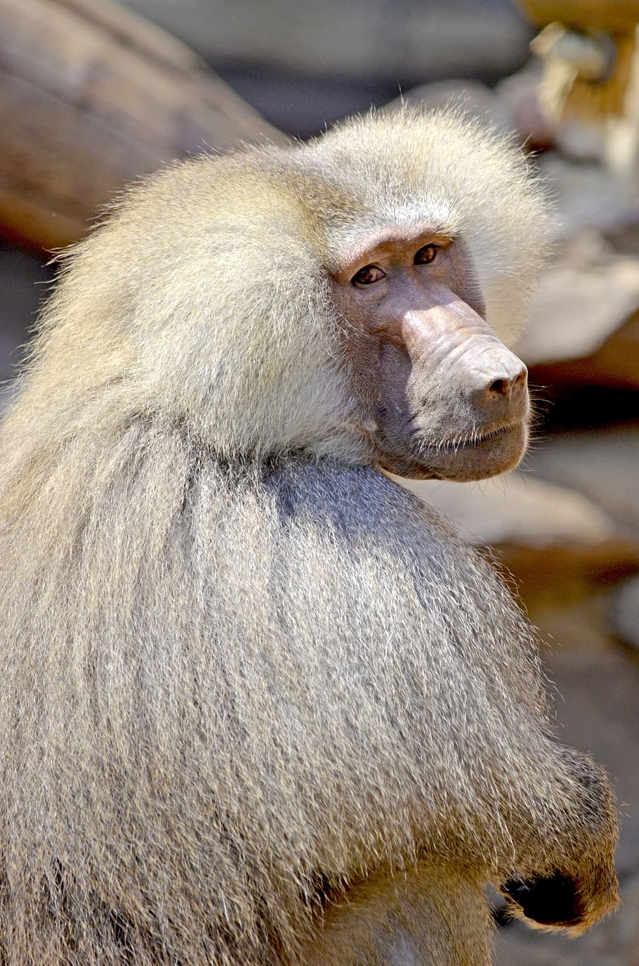 Baboon Wallpapers - Top Free Baboon Backgrounds - WallpaperAccess