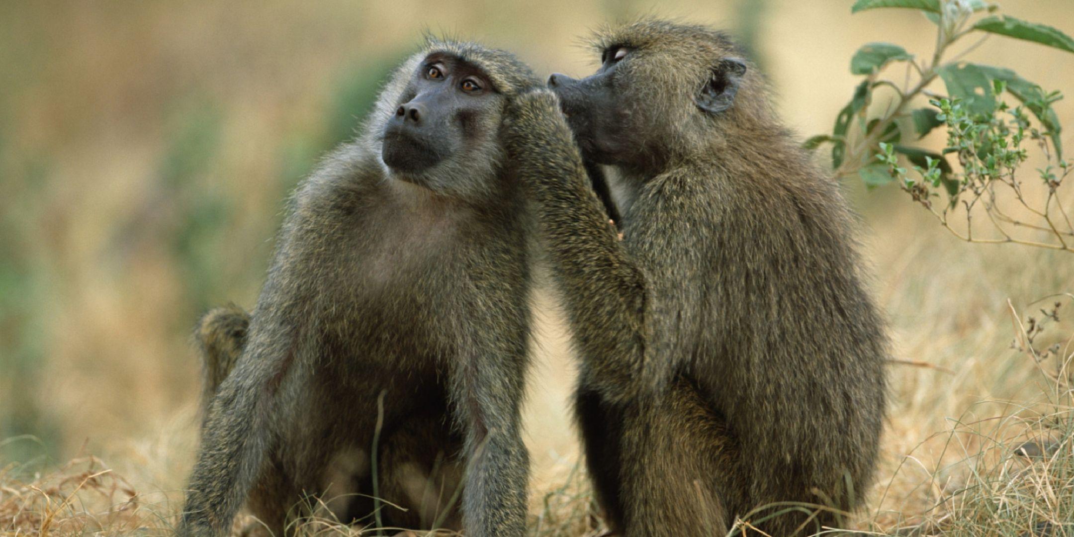 Baboon Wallpapers - Top Free Baboon Backgrounds - WallpaperAccess