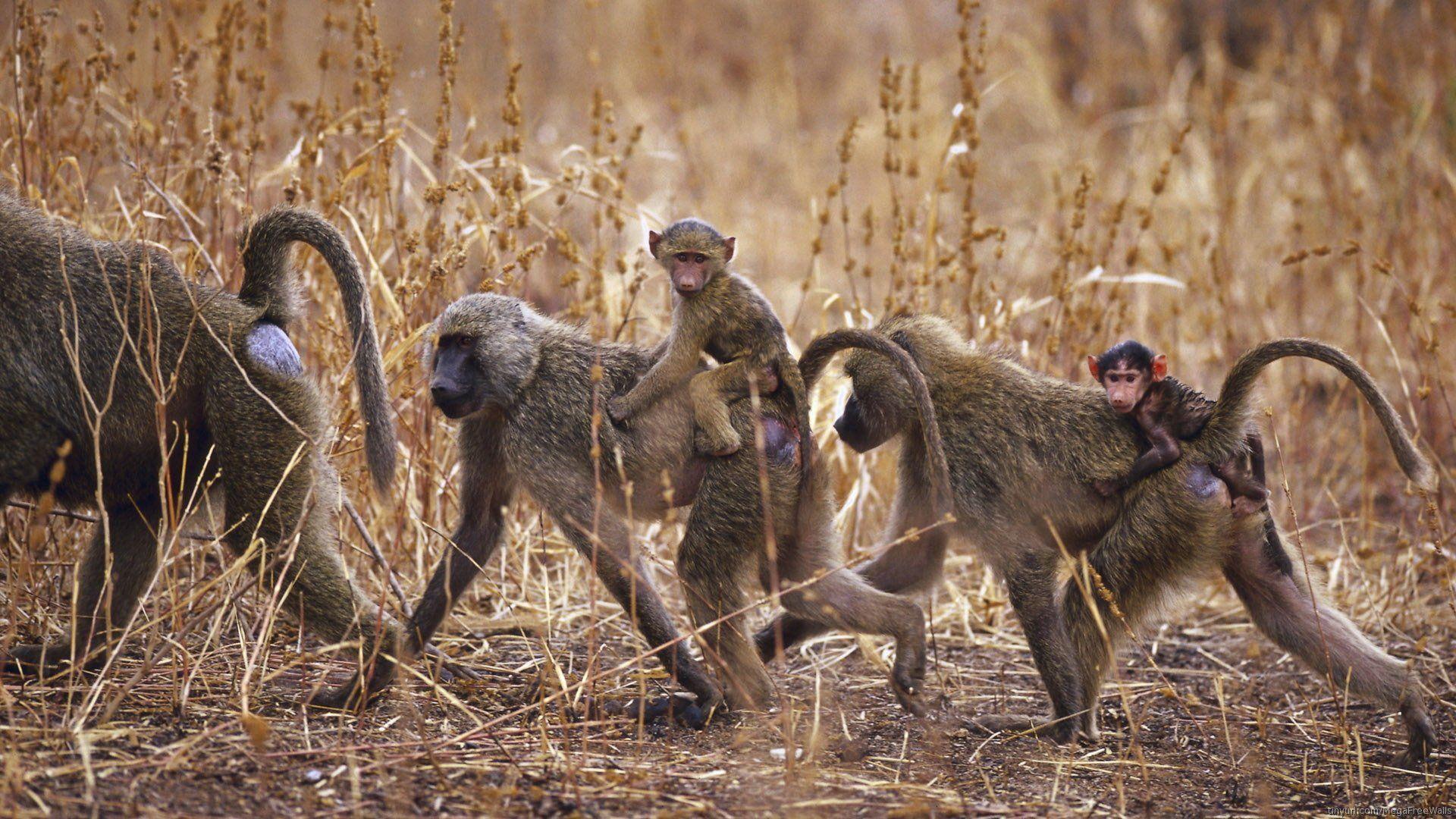 Baboon Wallpapers - Top Free Baboon Backgrounds - WallpaperAccess