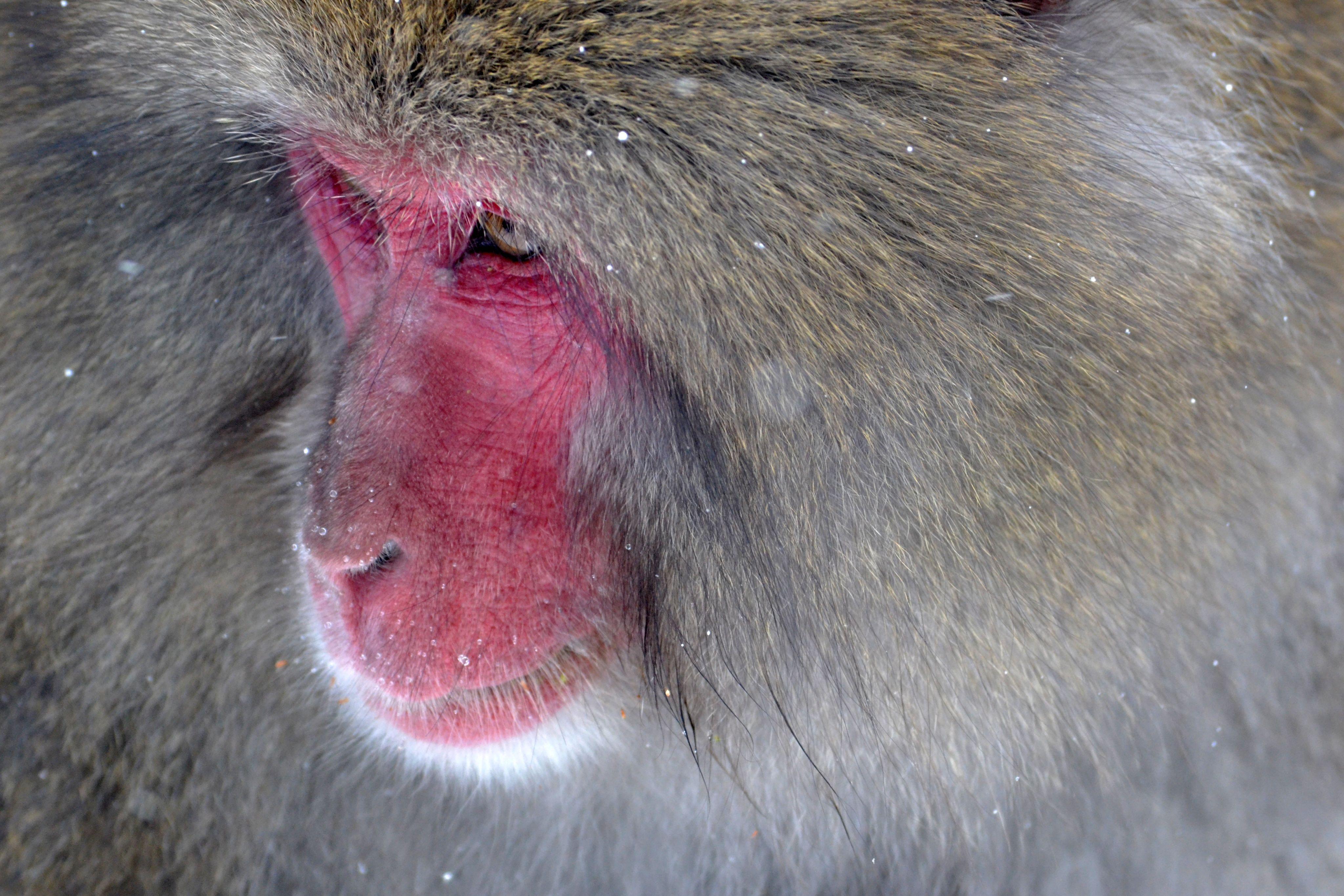 Baboon Wallpapers - Top Free Baboon Backgrounds - WallpaperAccess