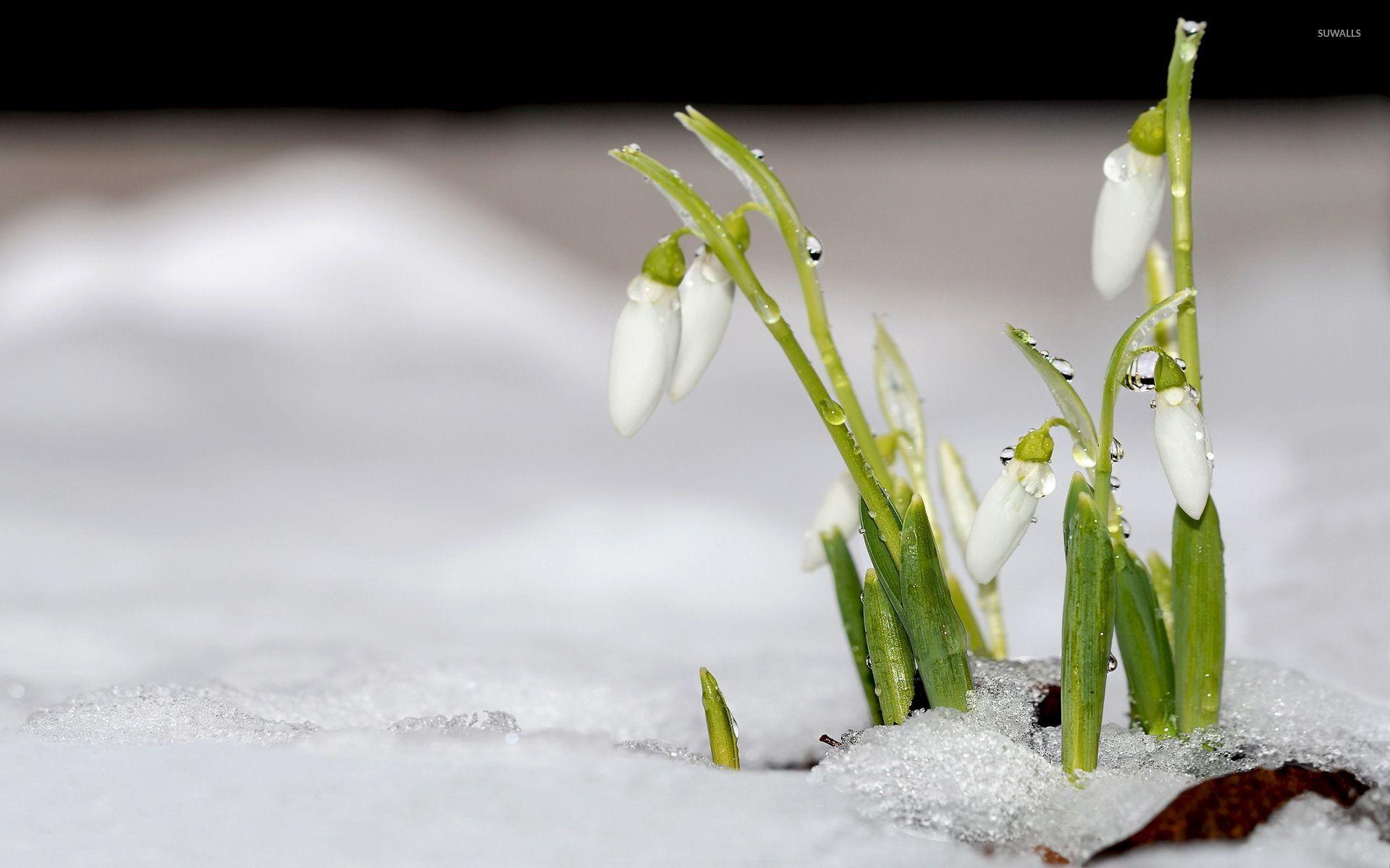 Snowdrops Wallpapers - Top Free Snowdrops Backgrounds - WallpaperAccess