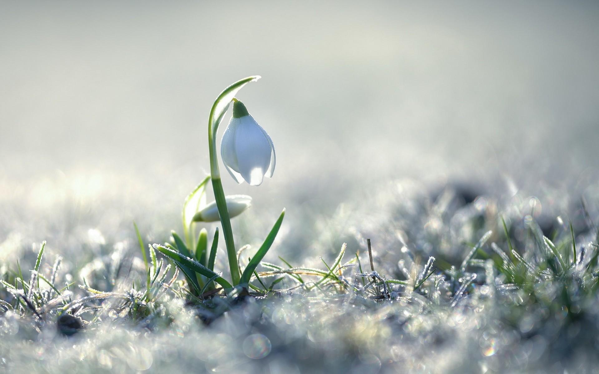 Snowdrops Wallpapers - Top Free Snowdrops Backgrounds - WallpaperAccess