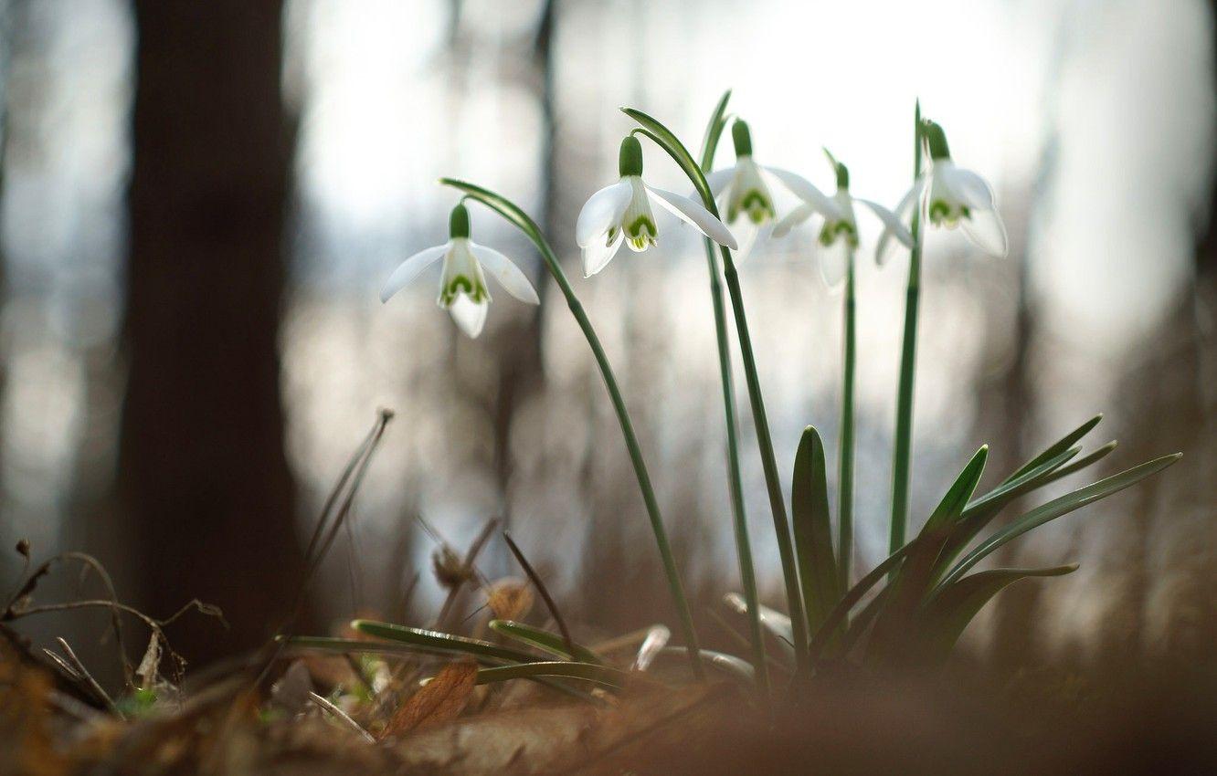 Snowdrops Wallpapers - Top Free Snowdrops Backgrounds - WallpaperAccess