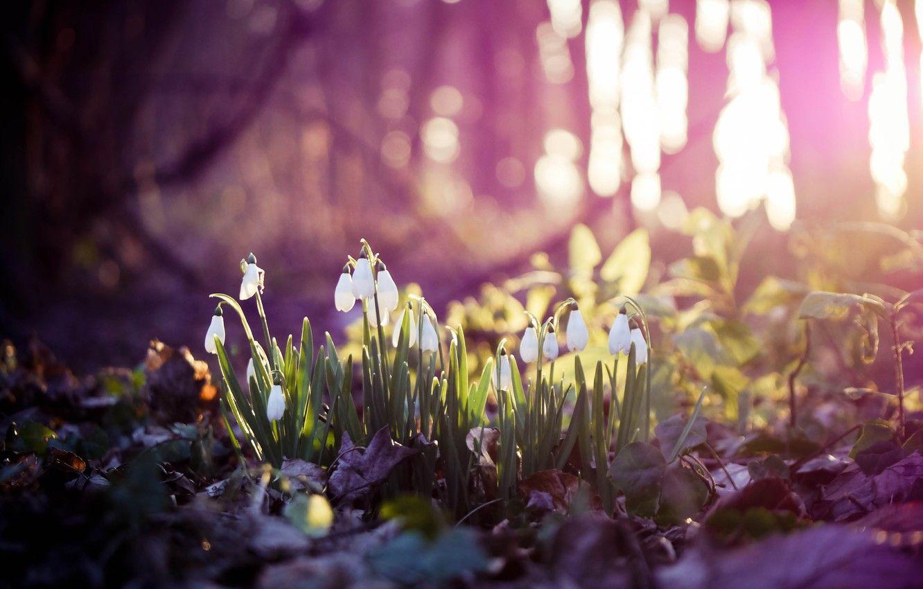 Snowdrops Wallpapers - Top Free Snowdrops Backgrounds - WallpaperAccess
