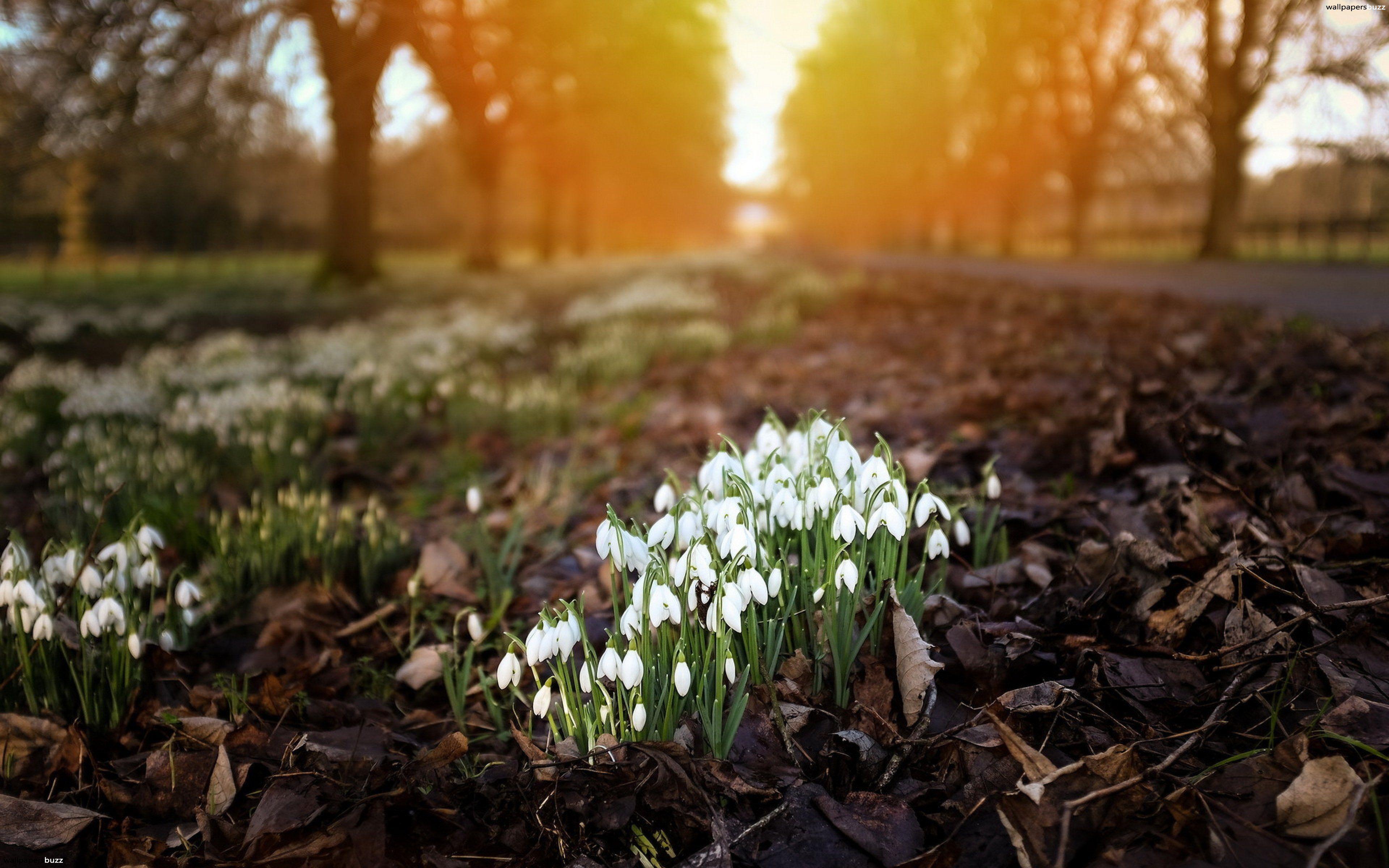 Snowdrops Wallpapers - Top Free Snowdrops Backgrounds - WallpaperAccess