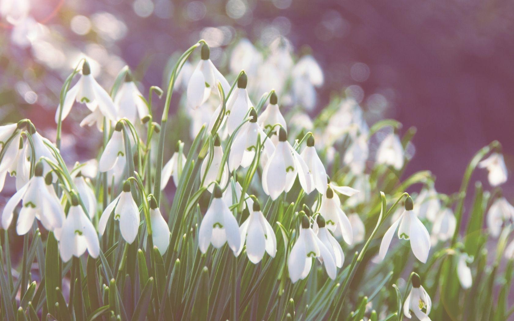 Snowdrops Wallpapers - Top Free Snowdrops Backgrounds - WallpaperAccess