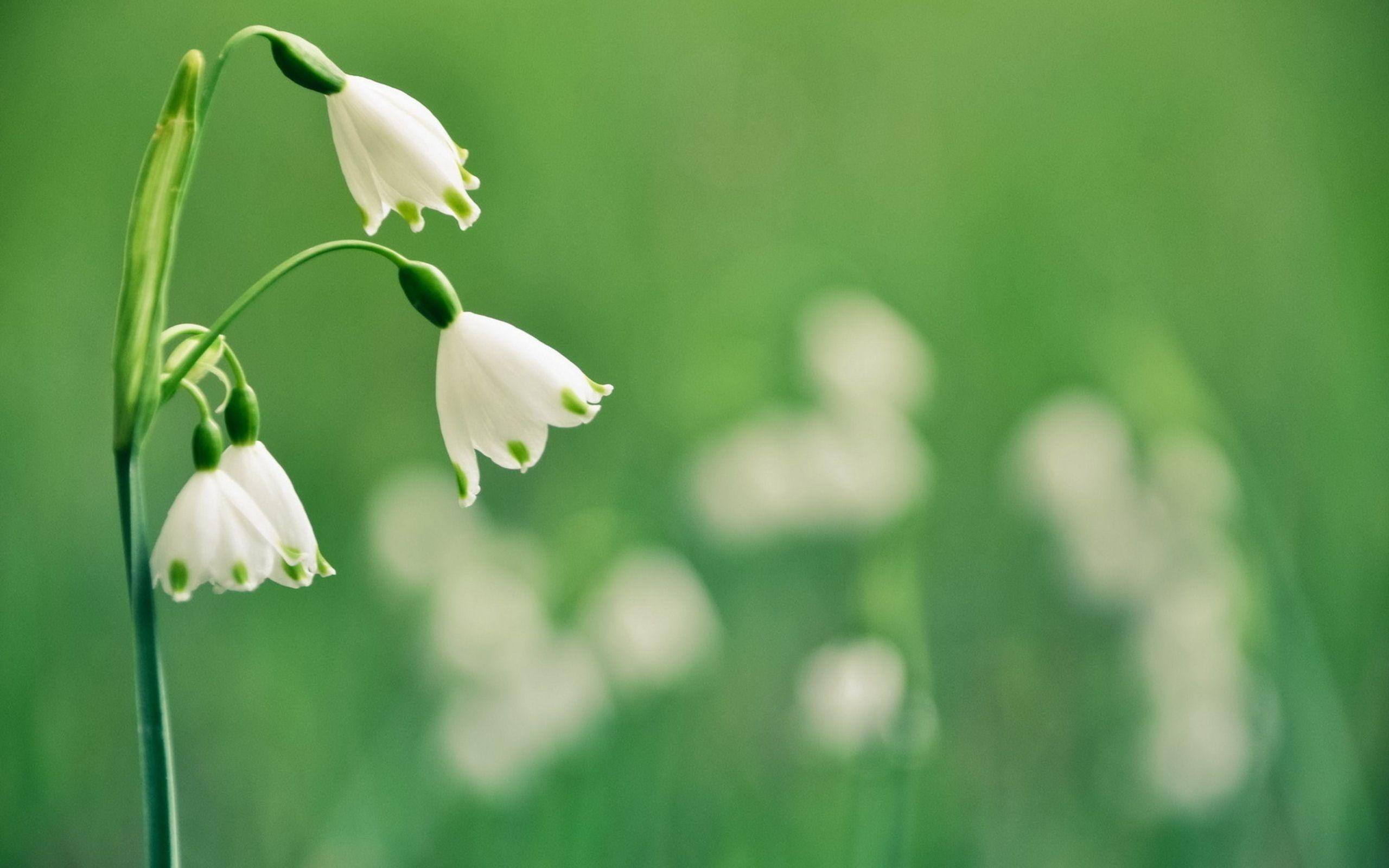 Snowdrops Wallpapers - Top Free Snowdrops Backgrounds - WallpaperAccess