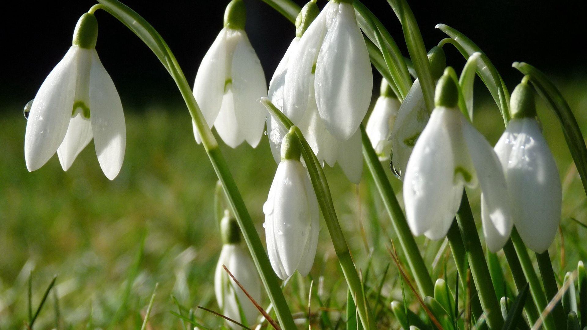 Snowdrops Wallpapers - Top Free Snowdrops Backgrounds - WallpaperAccess