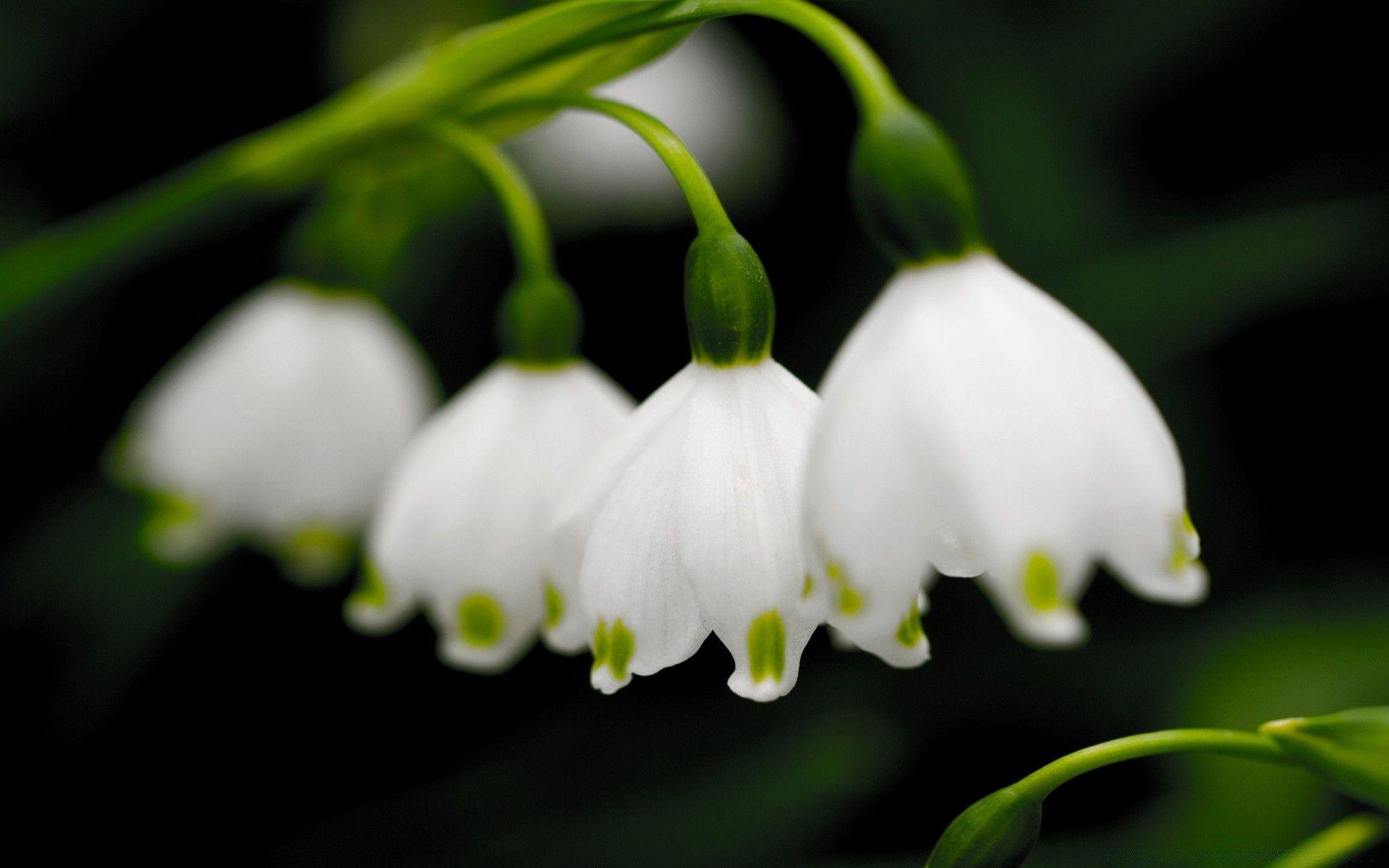 Snowdrops Wallpapers - Top Free Snowdrops Backgrounds - WallpaperAccess