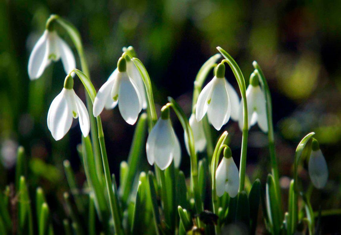 Snowdrops Wallpapers - Top Free Snowdrops Backgrounds - WallpaperAccess