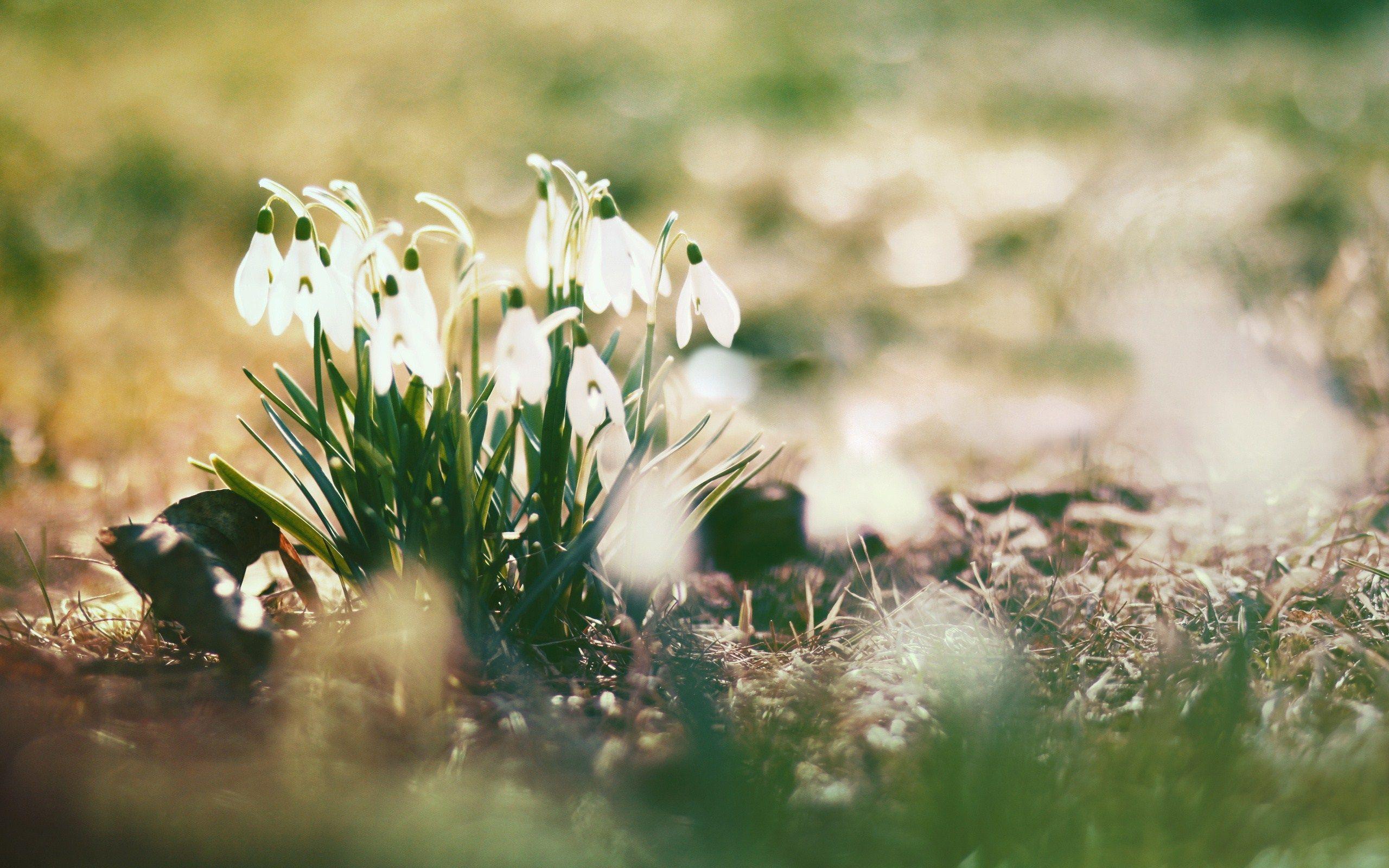 Snowdrops Wallpapers - Top Free Snowdrops Backgrounds - WallpaperAccess