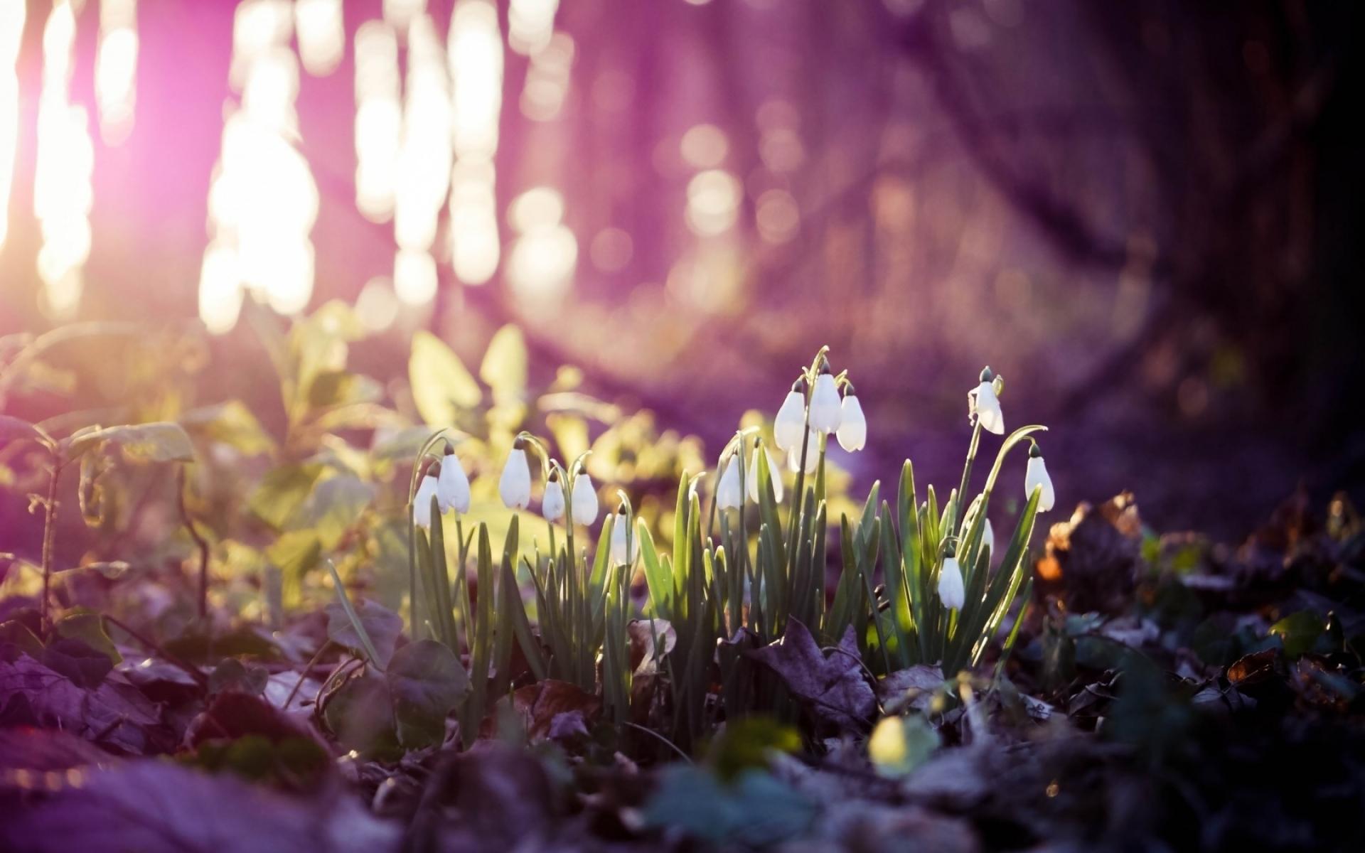 Snowdrops Wallpapers - Top Free Snowdrops Backgrounds - WallpaperAccess