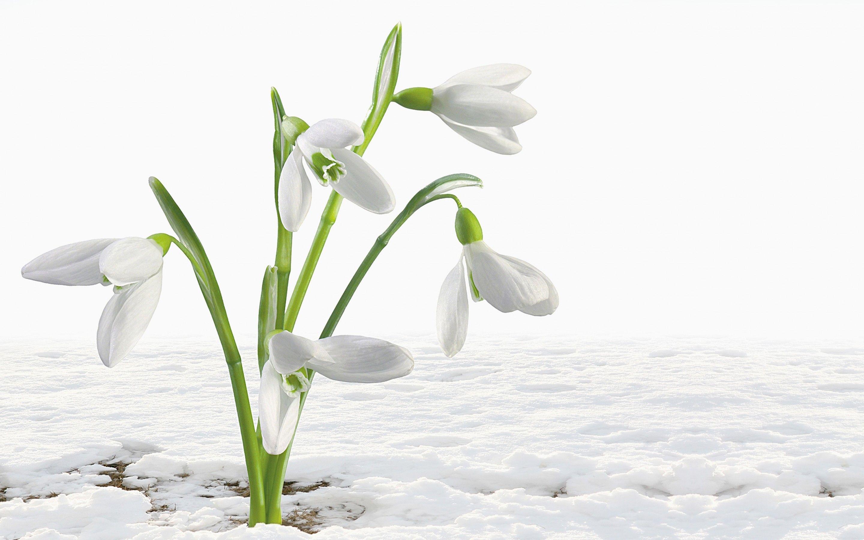 Snowdrops Wallpapers - Top Free Snowdrops Backgrounds - WallpaperAccess