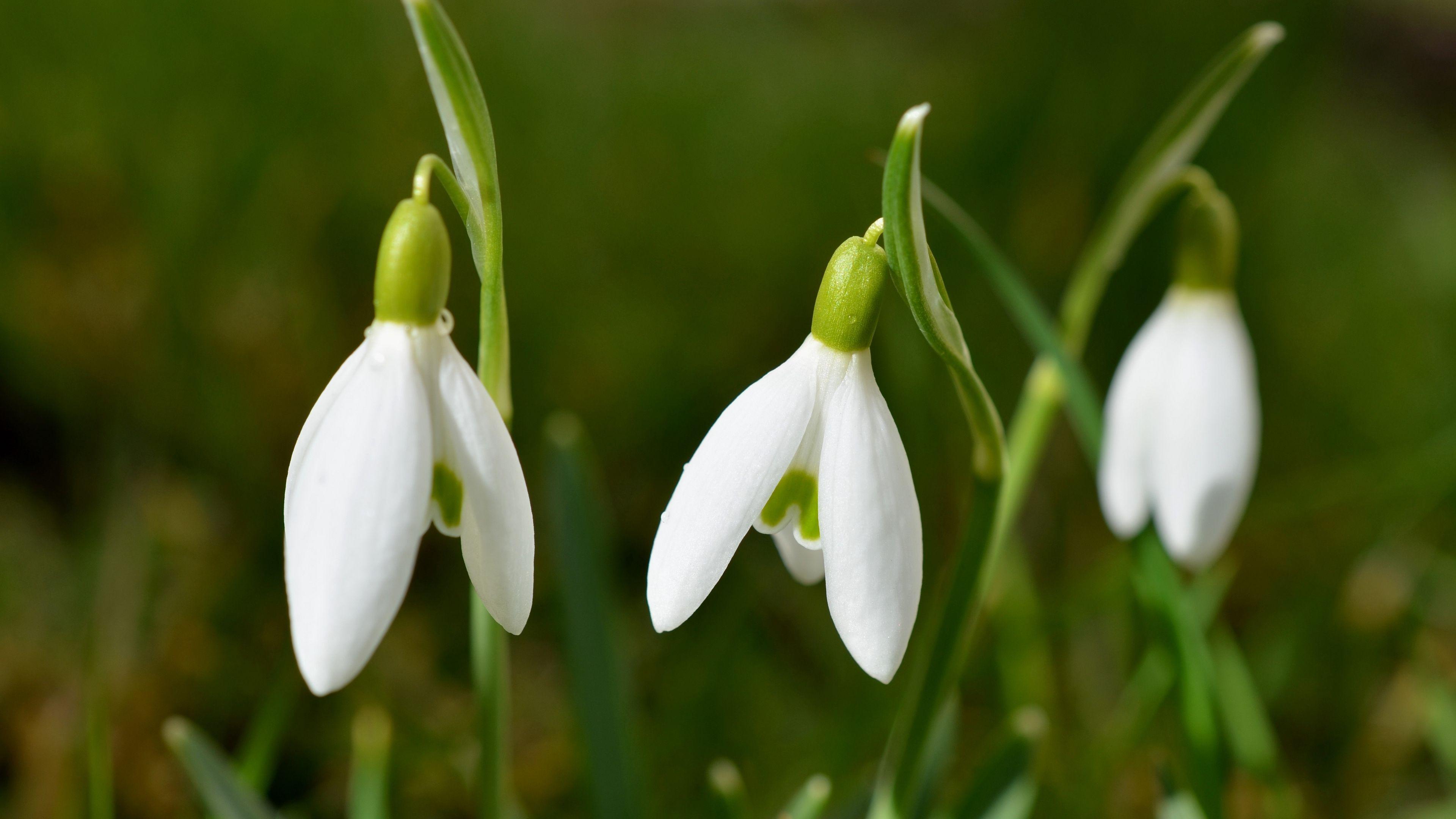 Snowdrops Wallpapers - Top Free Snowdrops Backgrounds - WallpaperAccess