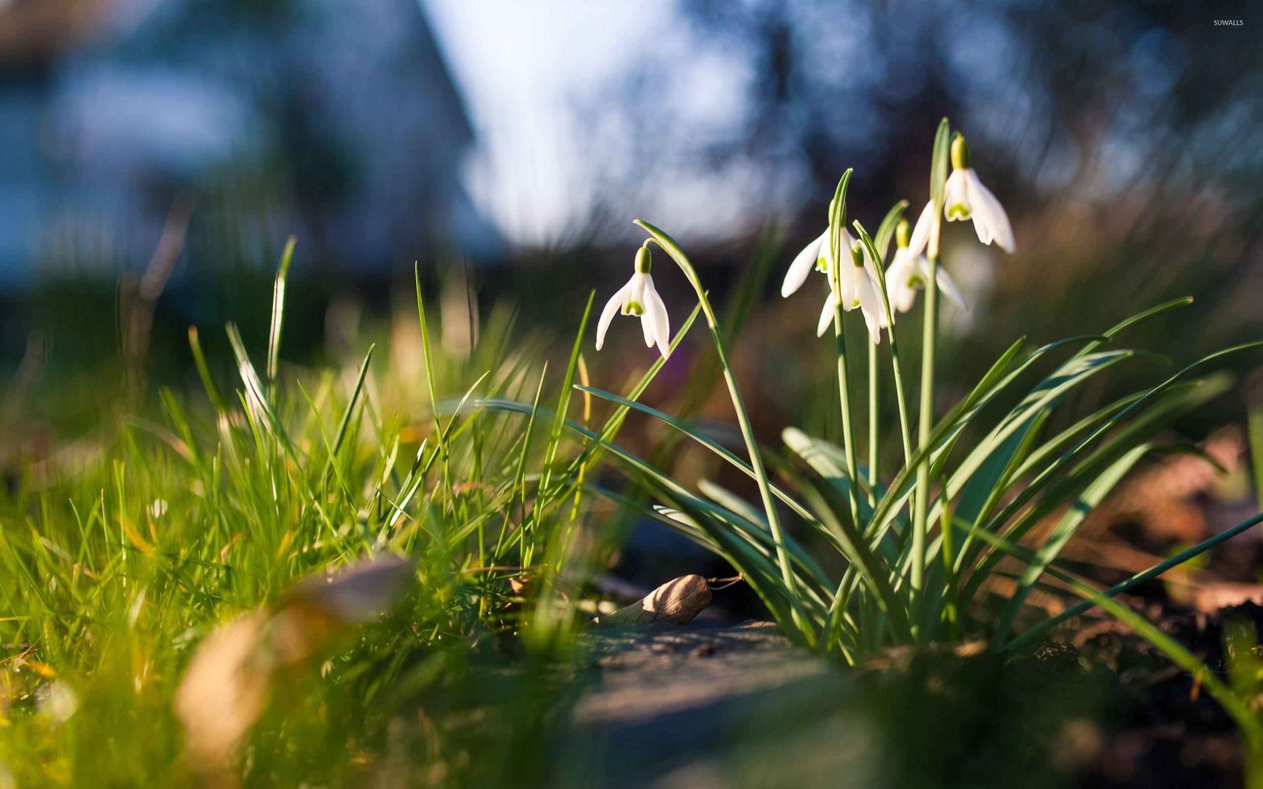 Snowdrops Wallpapers - Top Free Snowdrops Backgrounds - WallpaperAccess