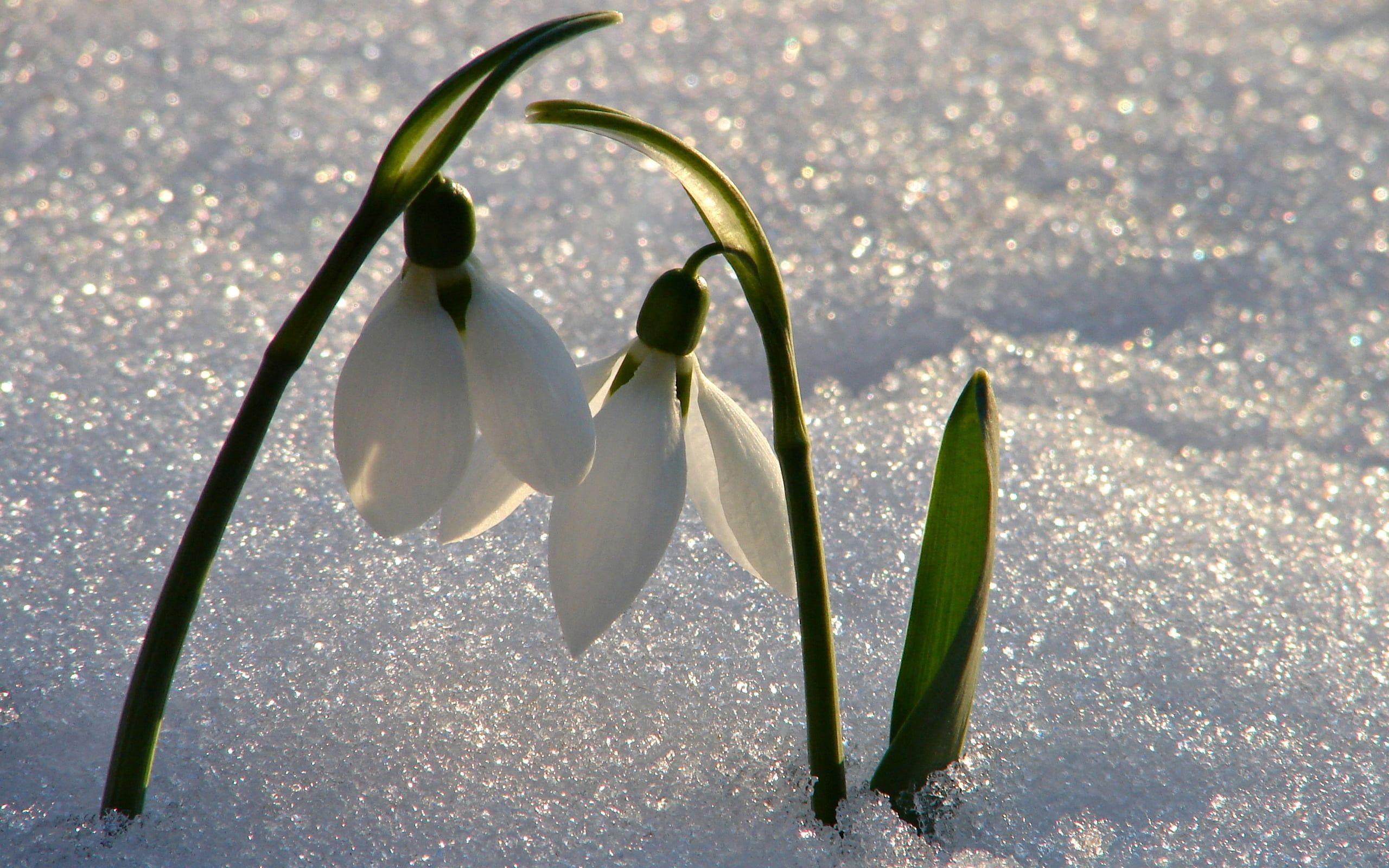 Snowdrops Wallpapers - Top Free Snowdrops Backgrounds - WallpaperAccess