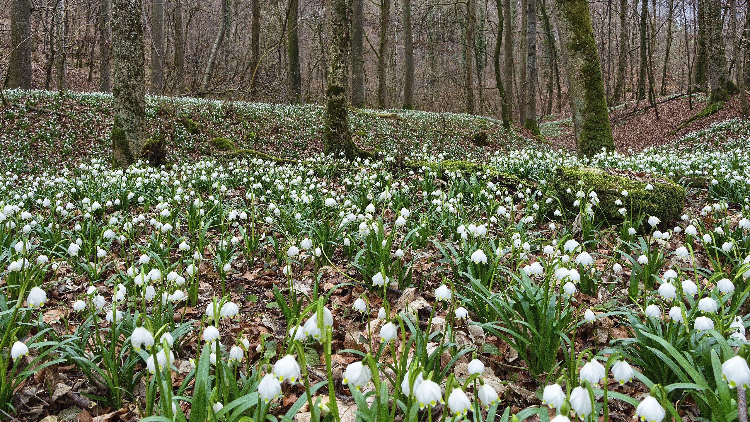 Snowdrops Wallpapers - Top Free Snowdrops Backgrounds - WallpaperAccess
