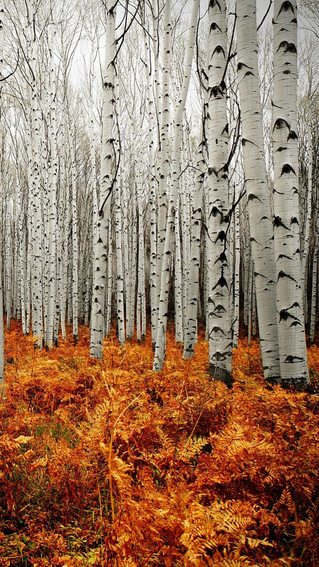 Aspen Wallpapers - Top Free Aspen Backgrounds - WallpaperAccess
