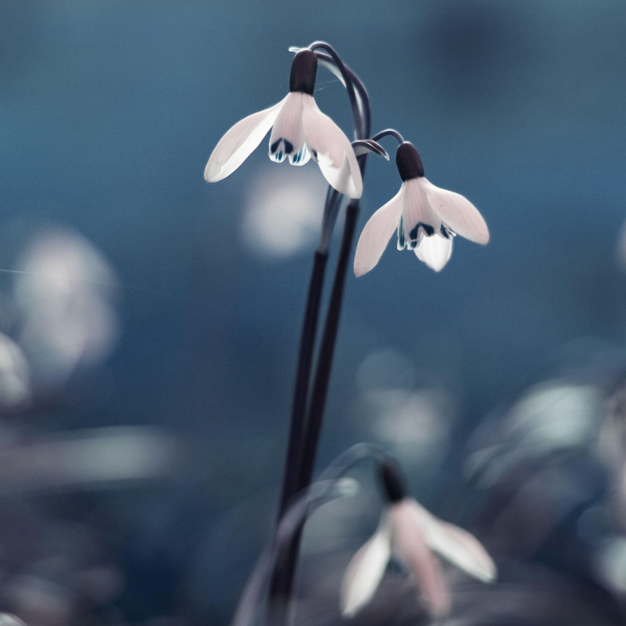 Snowdrops Wallpapers - Top Free Snowdrops Backgrounds - WallpaperAccess