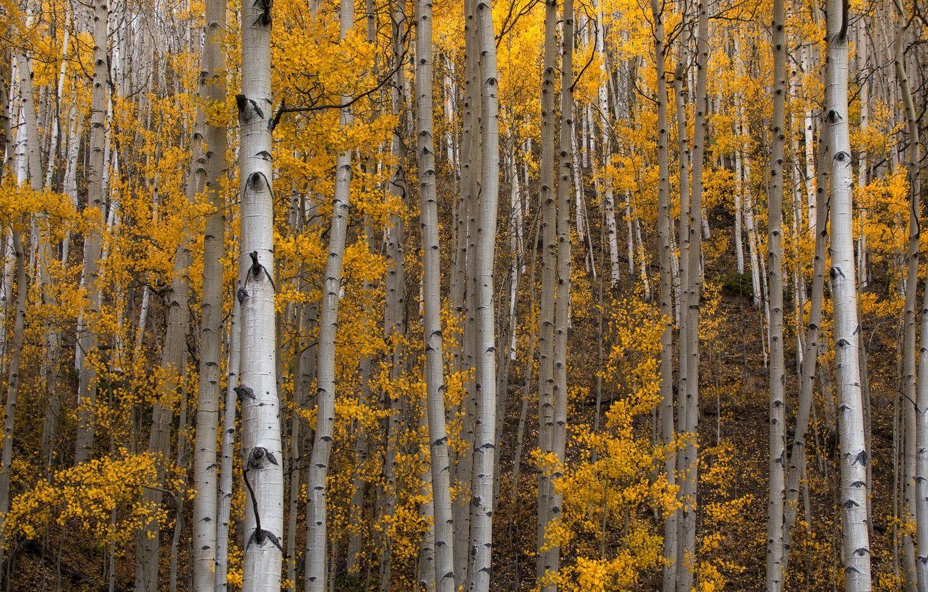 Aspen Wallpapers - Top Free Aspen Backgrounds - WallpaperAccess