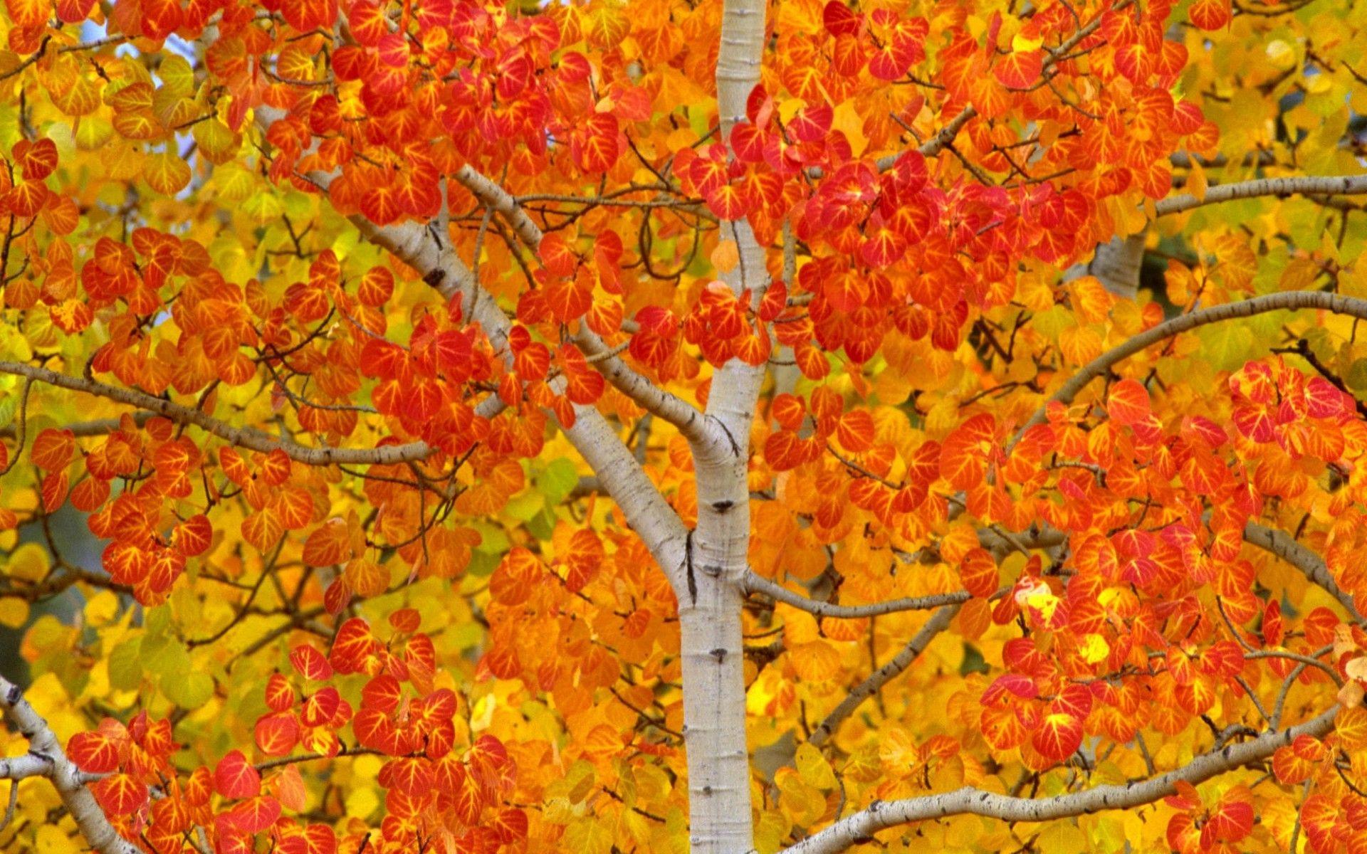 Aspen Wallpapers - Top Free Aspen Backgrounds - WallpaperAccess