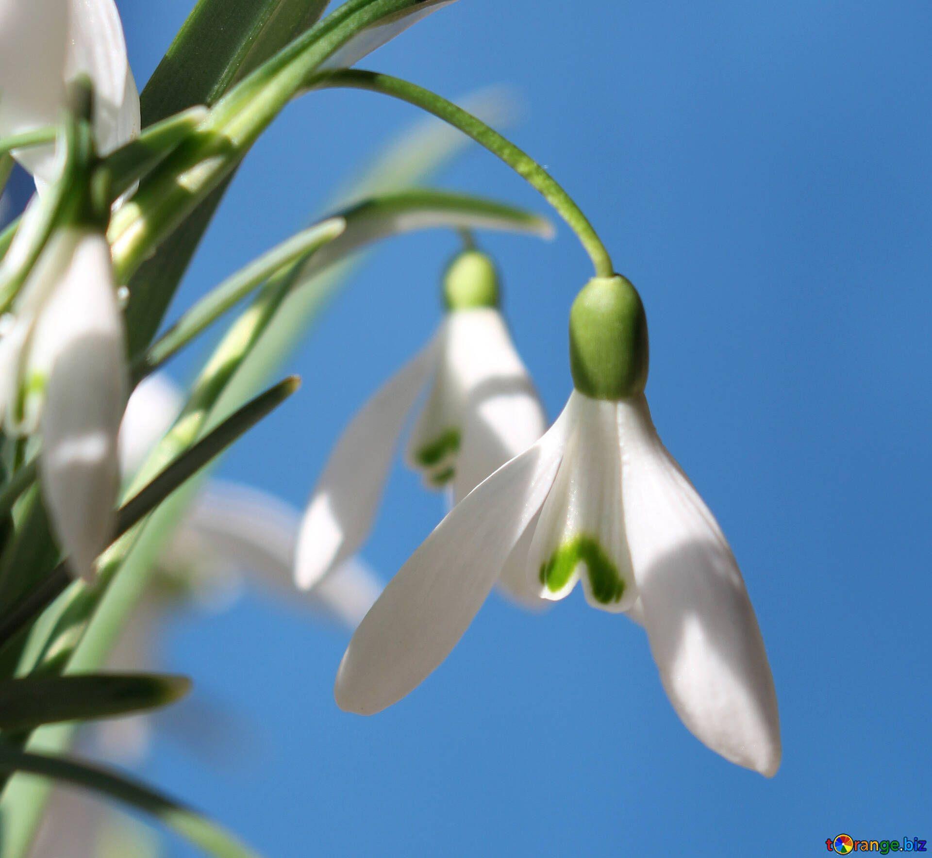 Snowdrops Wallpapers - Top Free Snowdrops Backgrounds - WallpaperAccess