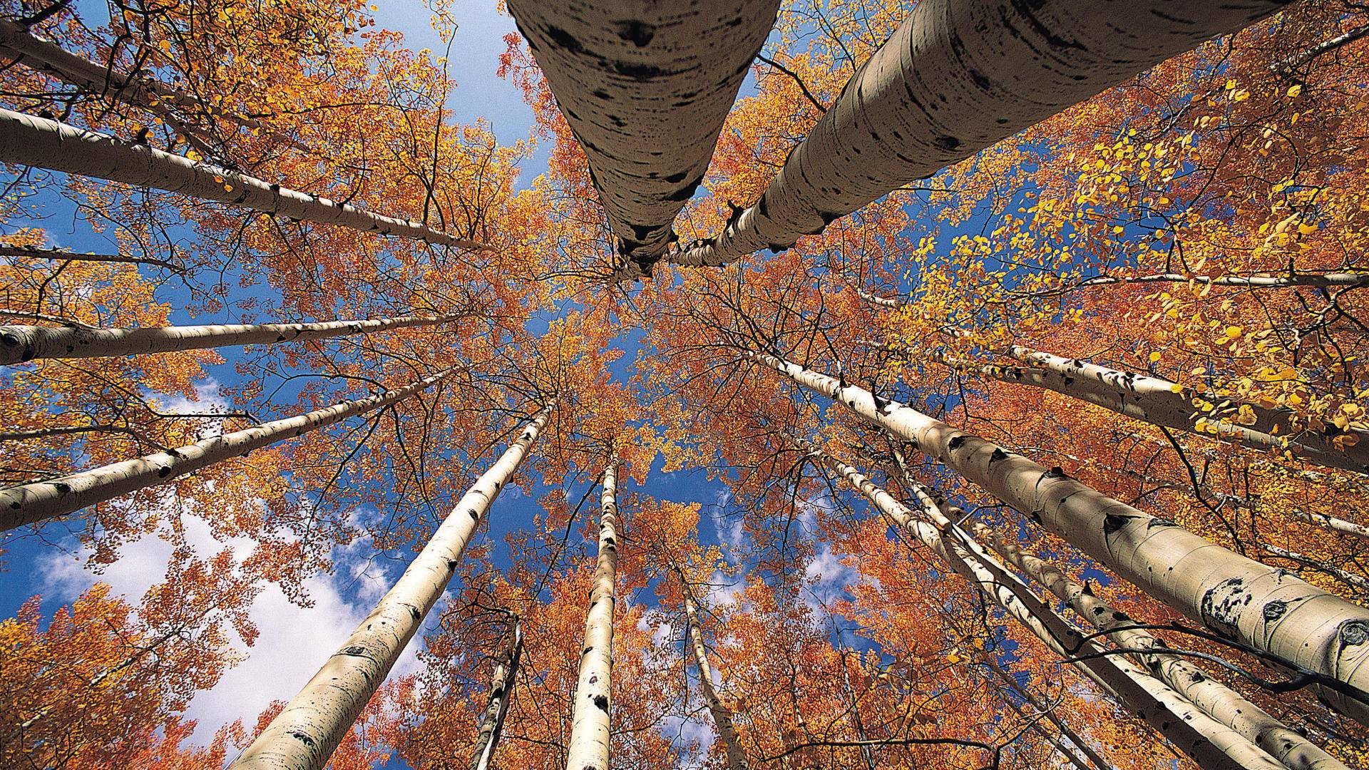 Aspen Wallpapers - Top Free Aspen Backgrounds - WallpaperAccess