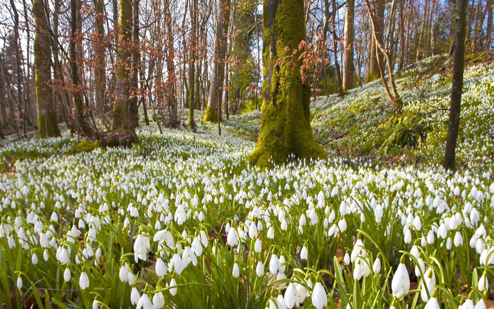 Snowdrops Wallpapers - Top Free Snowdrops Backgrounds - WallpaperAccess