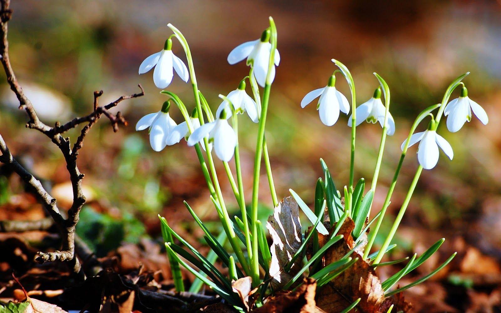 Snowdrops Wallpapers - Top Free Snowdrops Backgrounds - WallpaperAccess