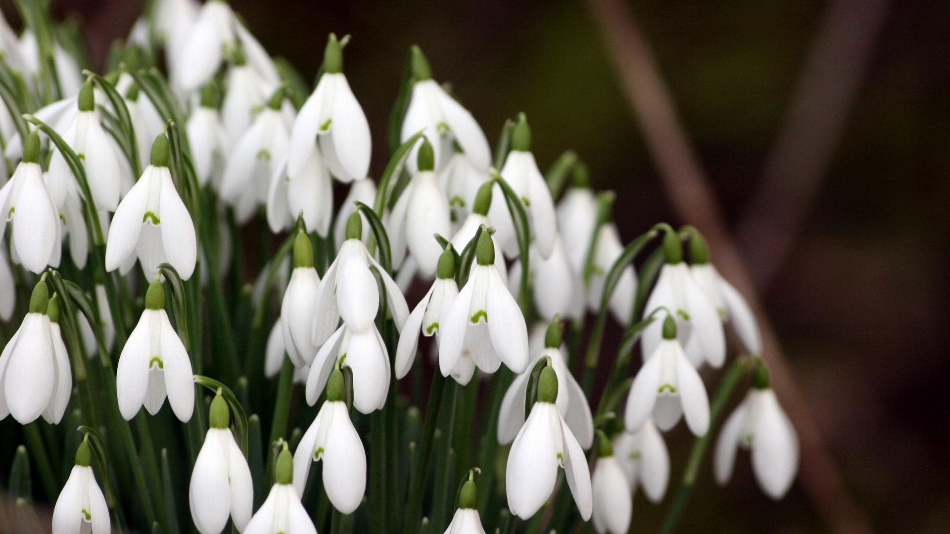 Snowdrops Wallpapers - Top Free Snowdrops Backgrounds - WallpaperAccess