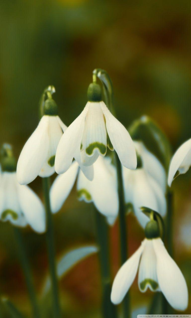 Snowdrops Wallpapers - Top Free Snowdrops Backgrounds - WallpaperAccess