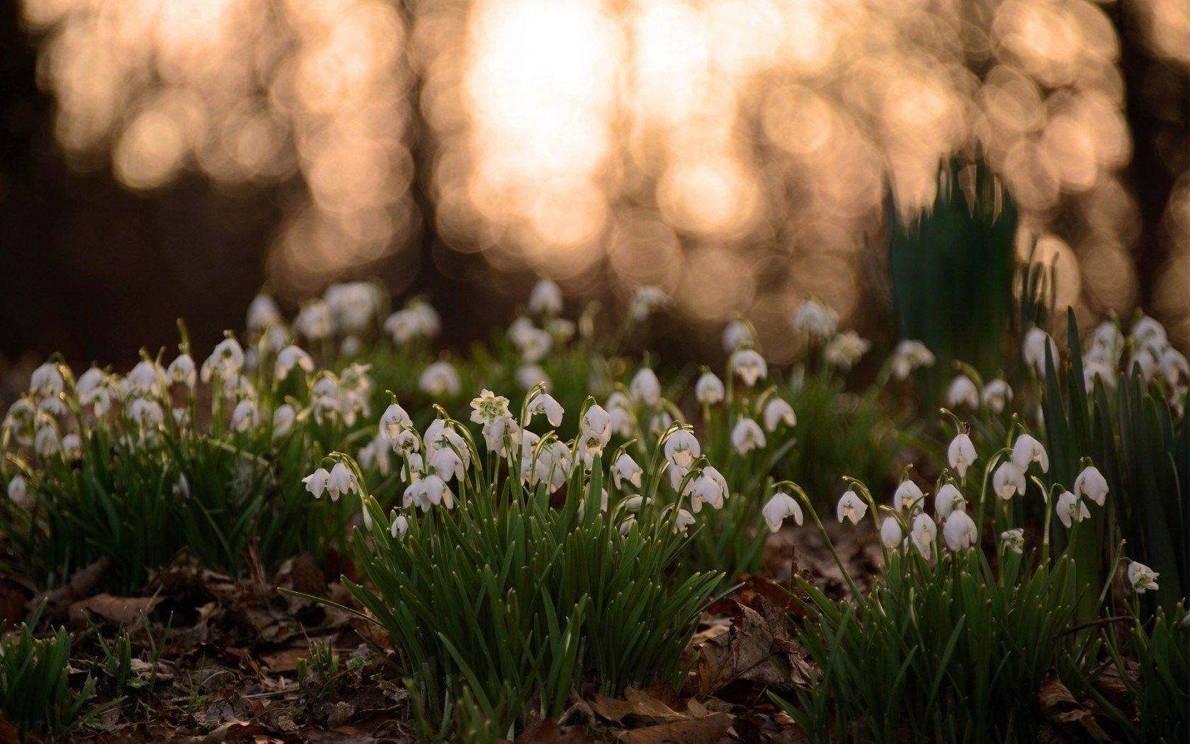 Snowdrops Wallpapers - Top Free Snowdrops Backgrounds - WallpaperAccess