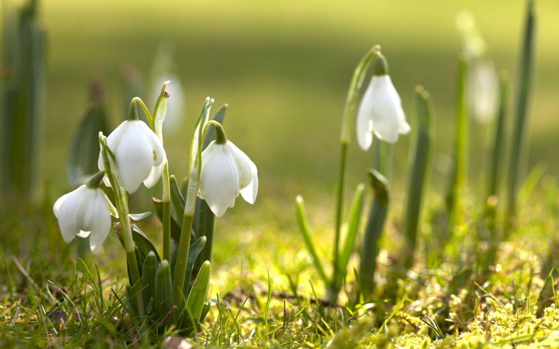 Snowdrops Wallpapers - Top Free Snowdrops Backgrounds - WallpaperAccess