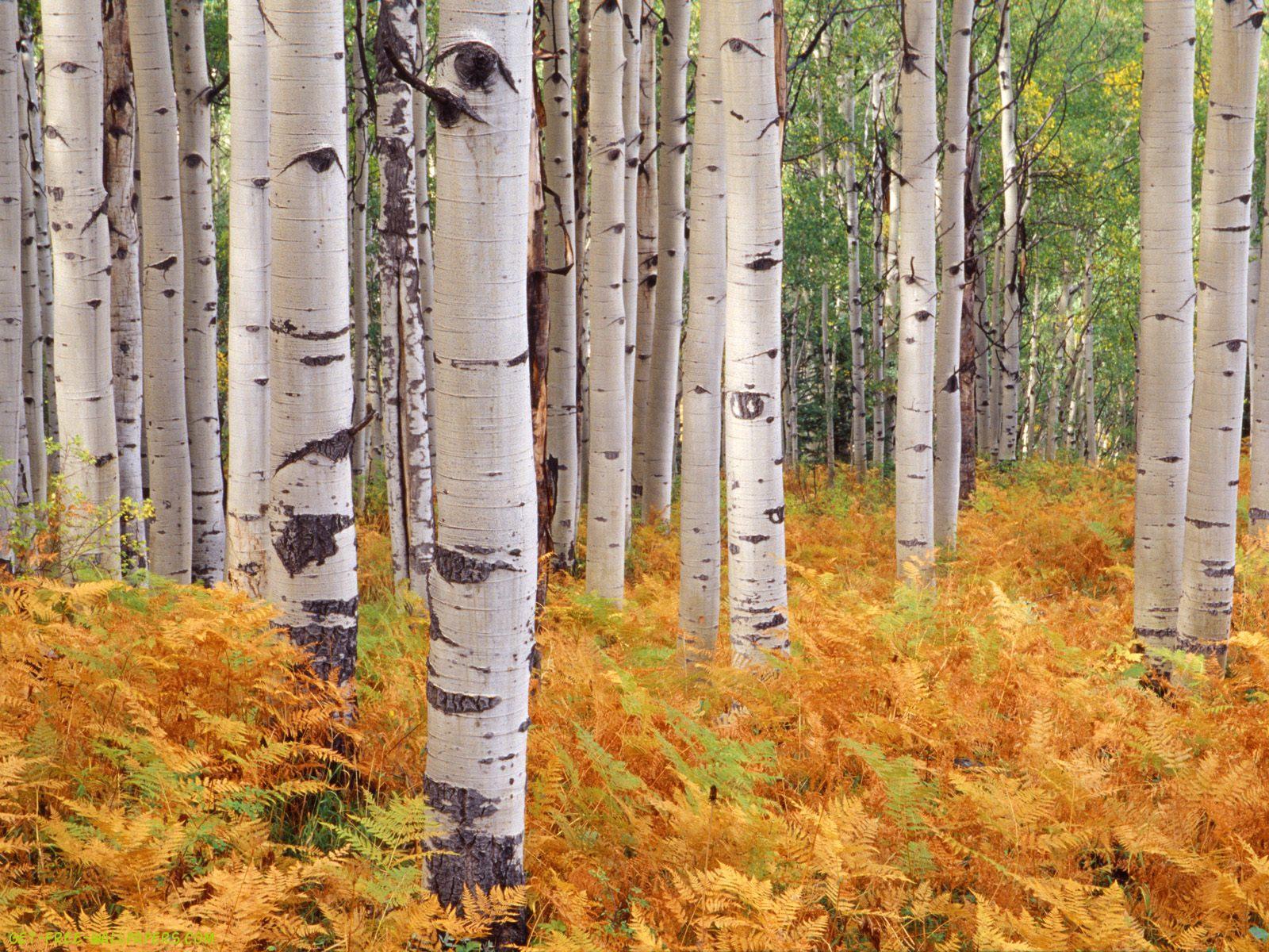 Aspen Wallpapers - Top Free Aspen Backgrounds - WallpaperAccess