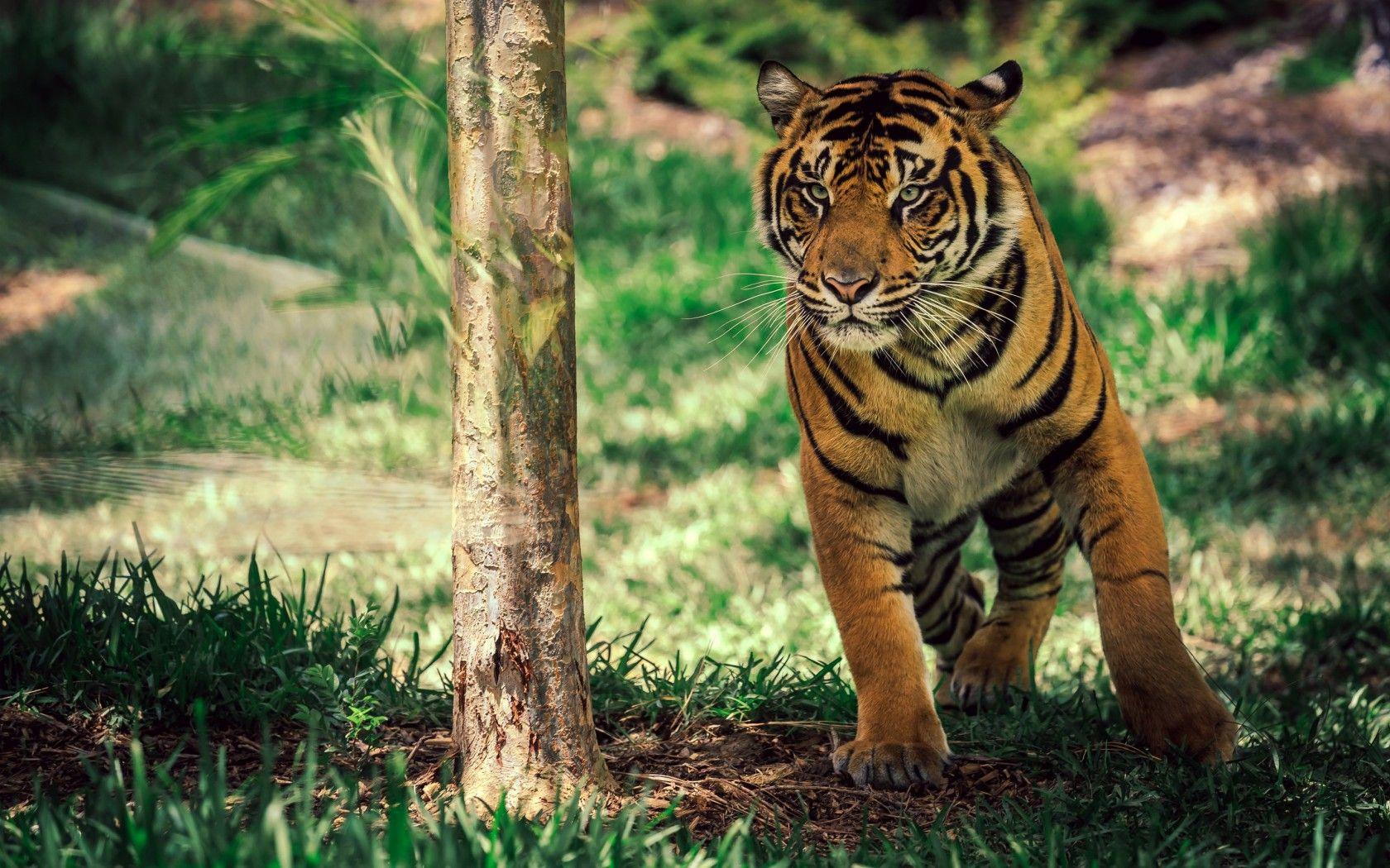 Wild Tiger Wallpapers - Top Free Wild Tiger Backgrounds - WallpaperAccess