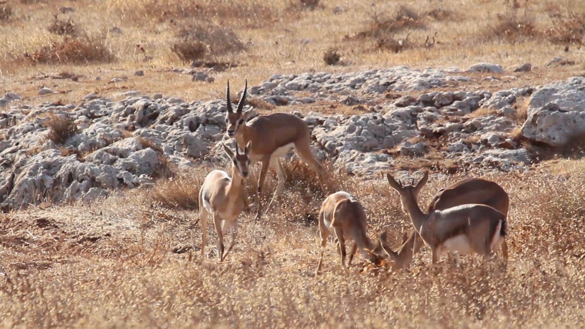 Mountain Gazelle Wallpapers - Top Free Mountain Gazelle Backgrounds ...