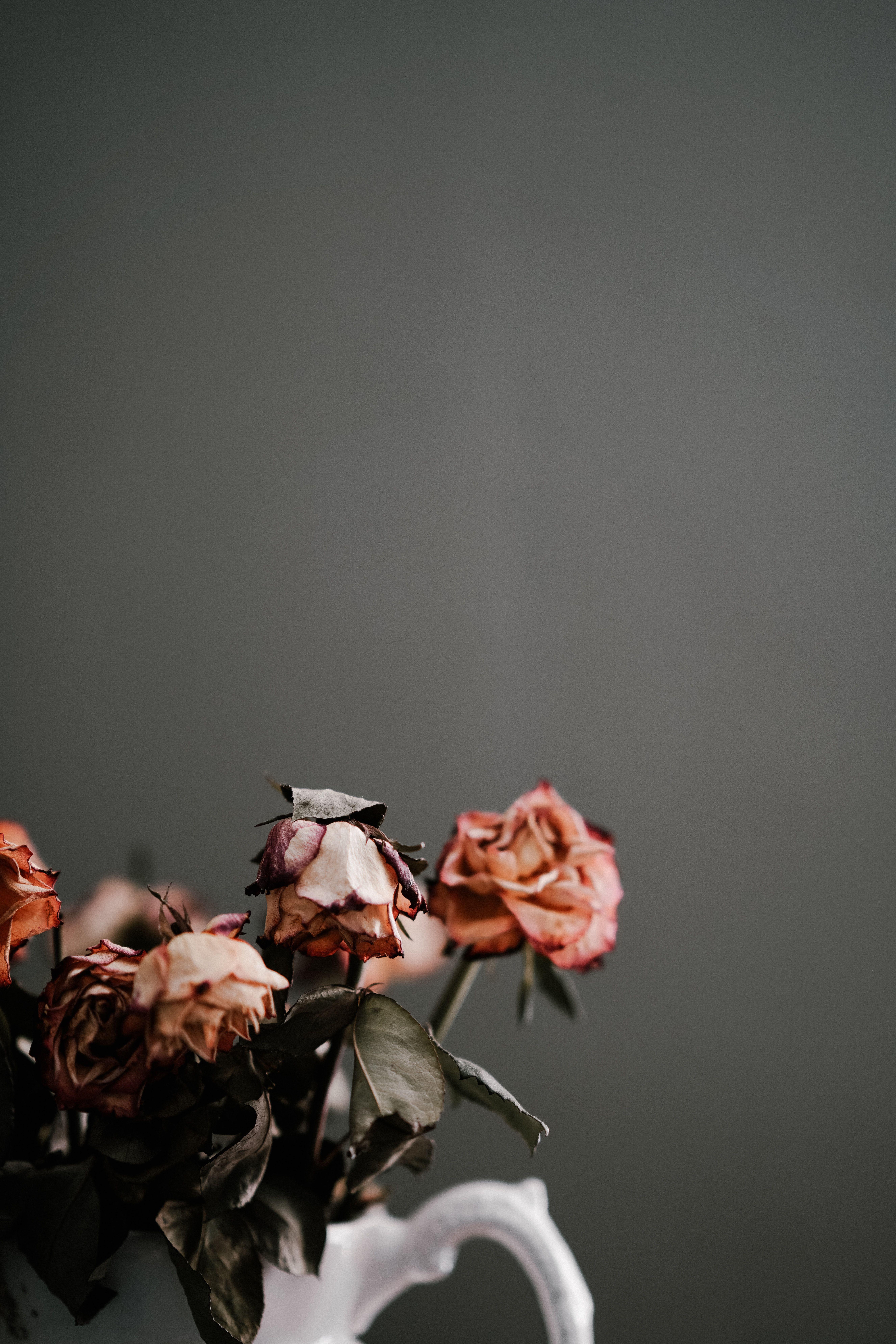 Dead Flowers Wallpapers - Top Free Dead Flowers Backgrounds ...